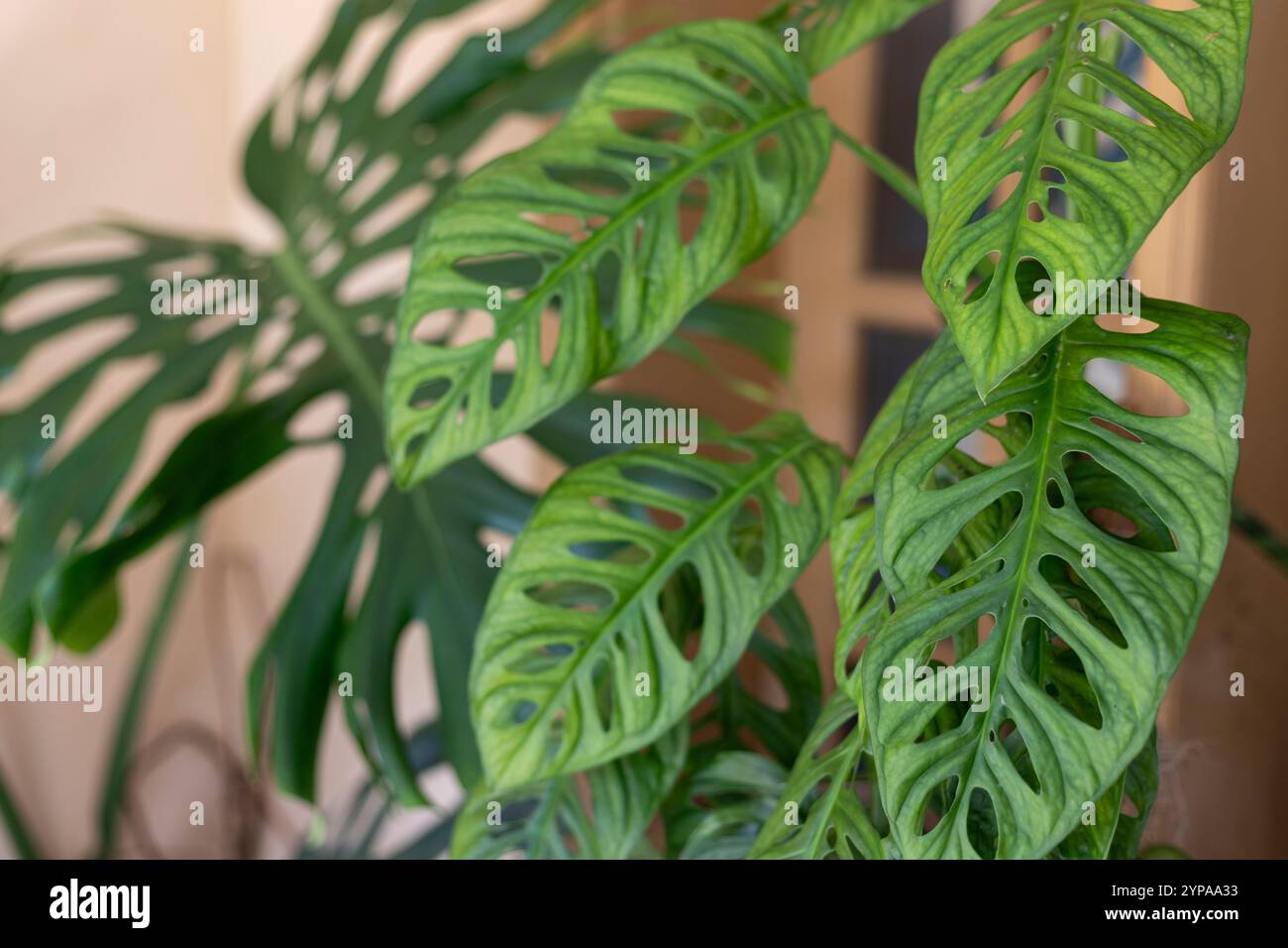 Closeup of a Monstera adansonii, the Adanson's monstera, Swiss cheese ...