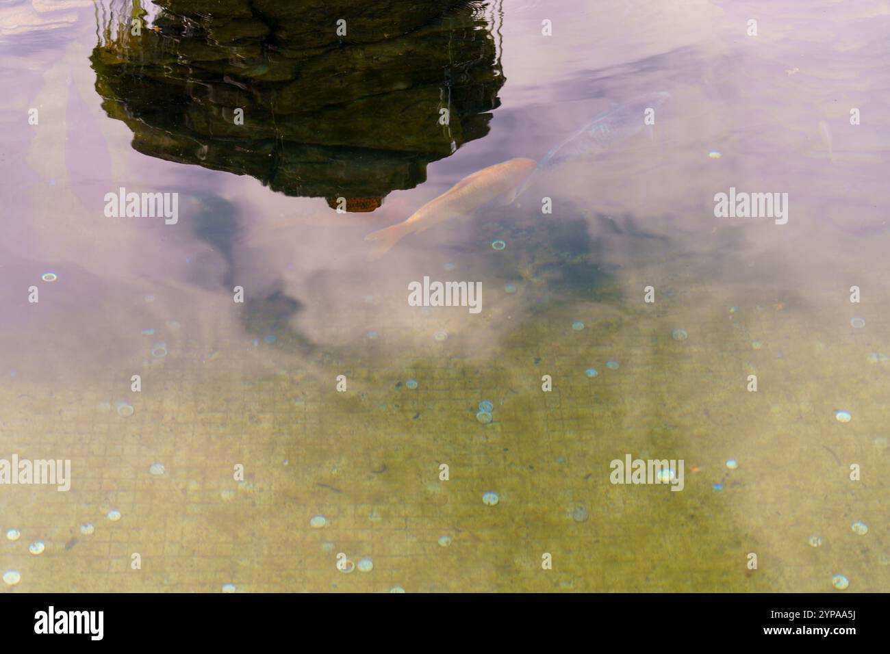 A reflection of a person and a fish in a body of water Stock Photo - Alamy