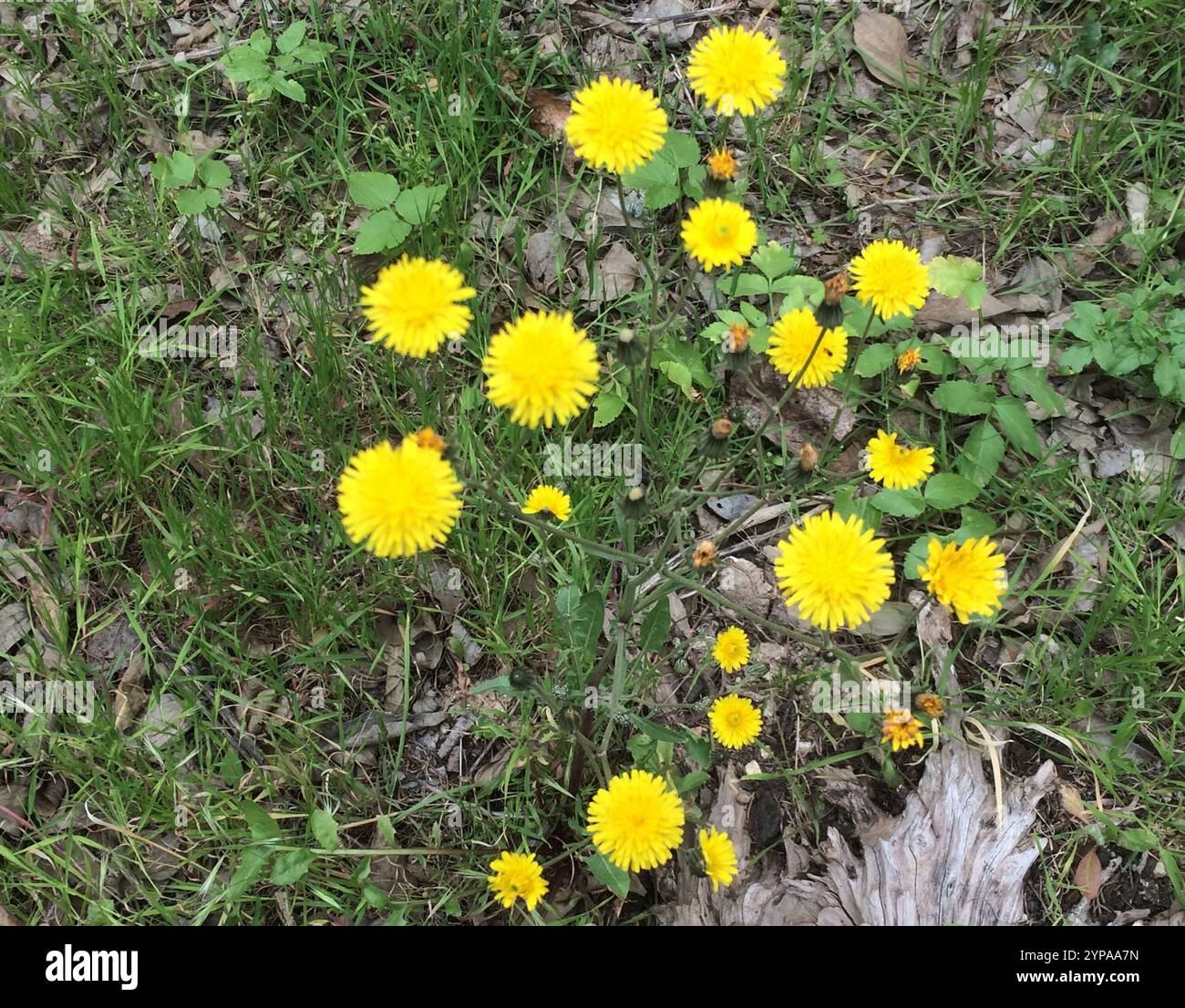 Beaked hawksbeard hi-res stock photography and images - Alamy