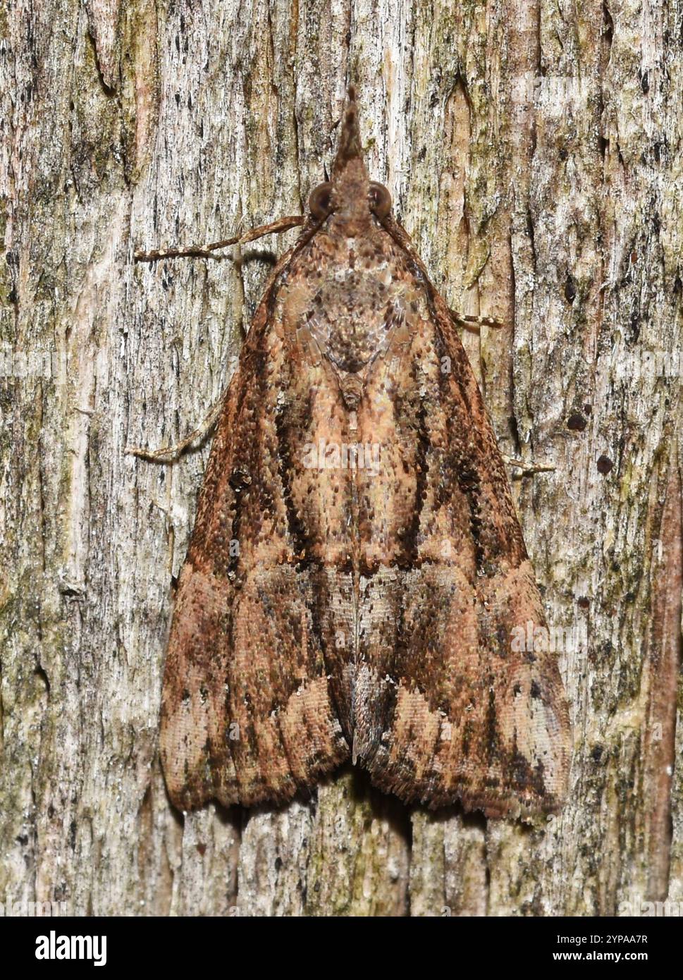 Green Cloverworm Moth (Hypena scabra Stock Photo - Alamy