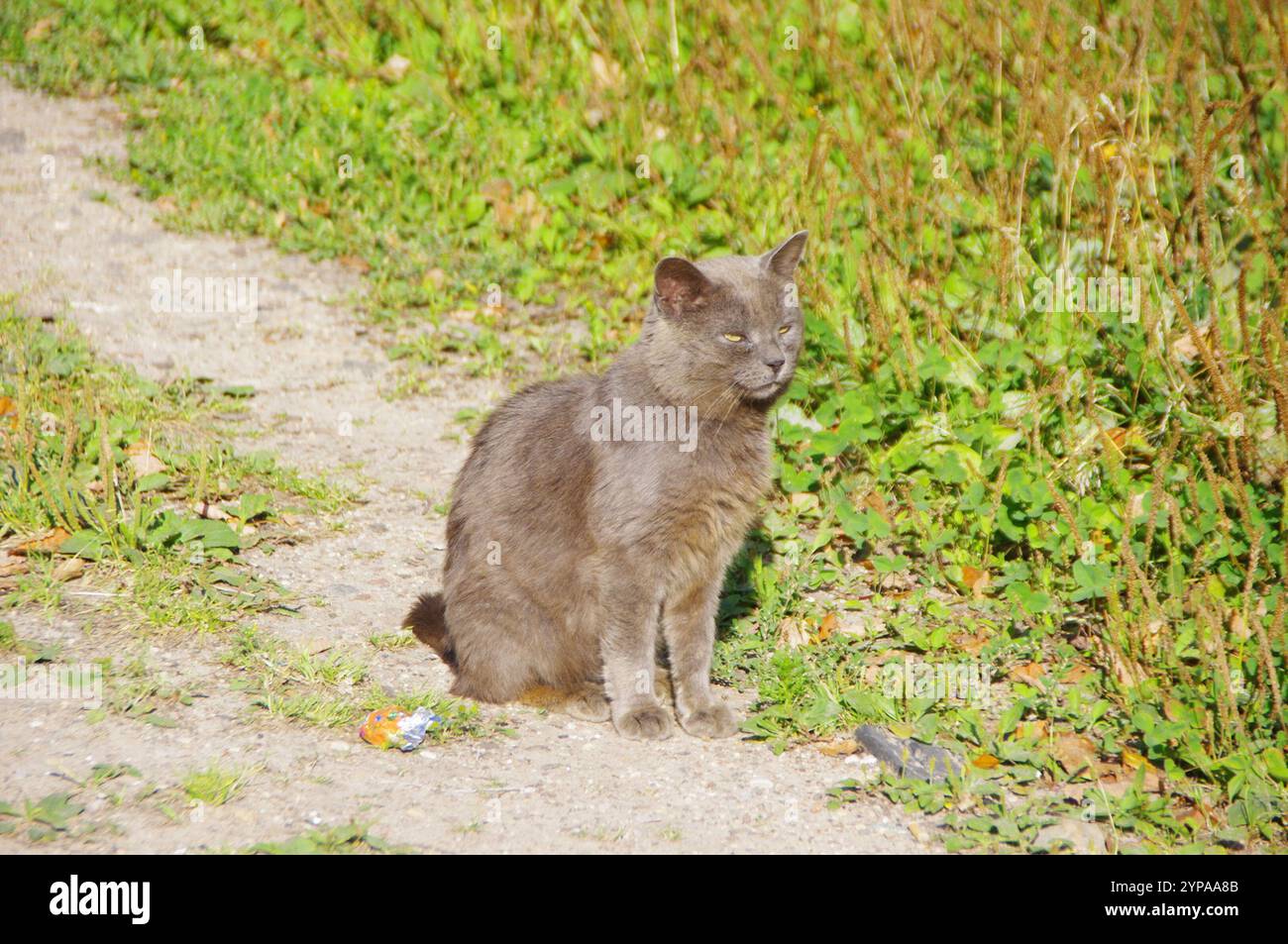 Domestic Cat (Felis catus Stock Photo - Alamy
