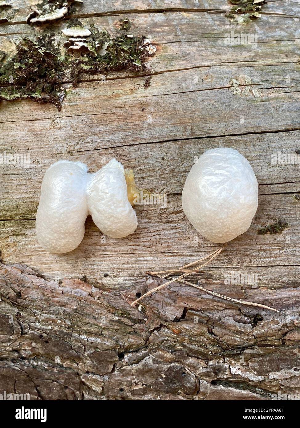 False Puffball (Reticularia lycoperdon Stock Photo - Alamy