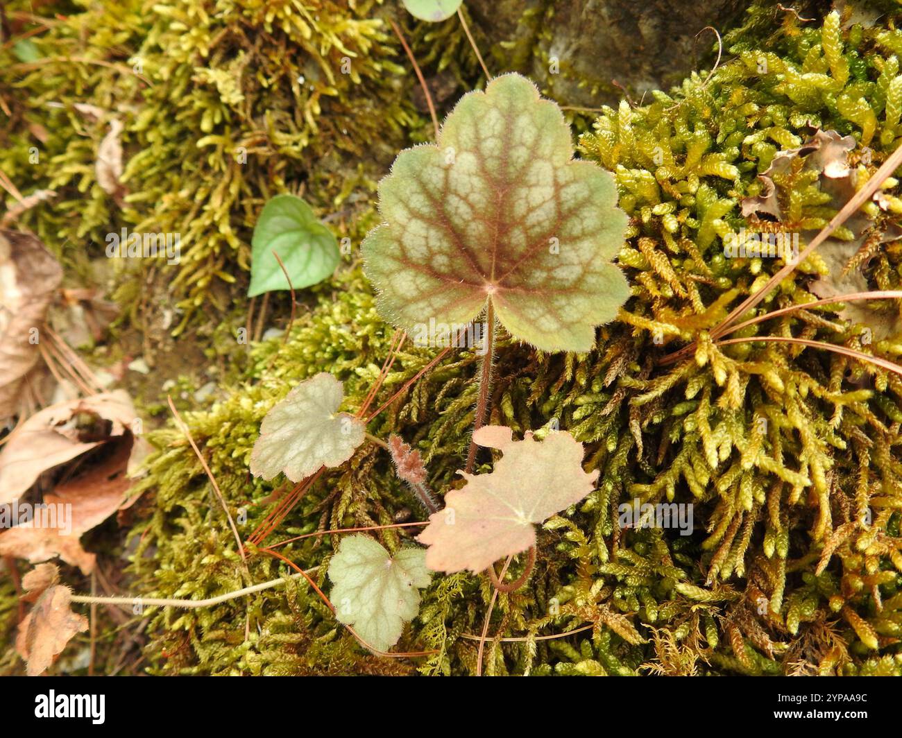 American alumroot heuchera americana hi-res stock photography and ...
