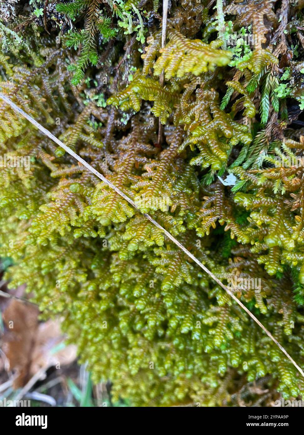 Tree Ruffle Liverwort (Porella navicularis Stock Photo - Alamy