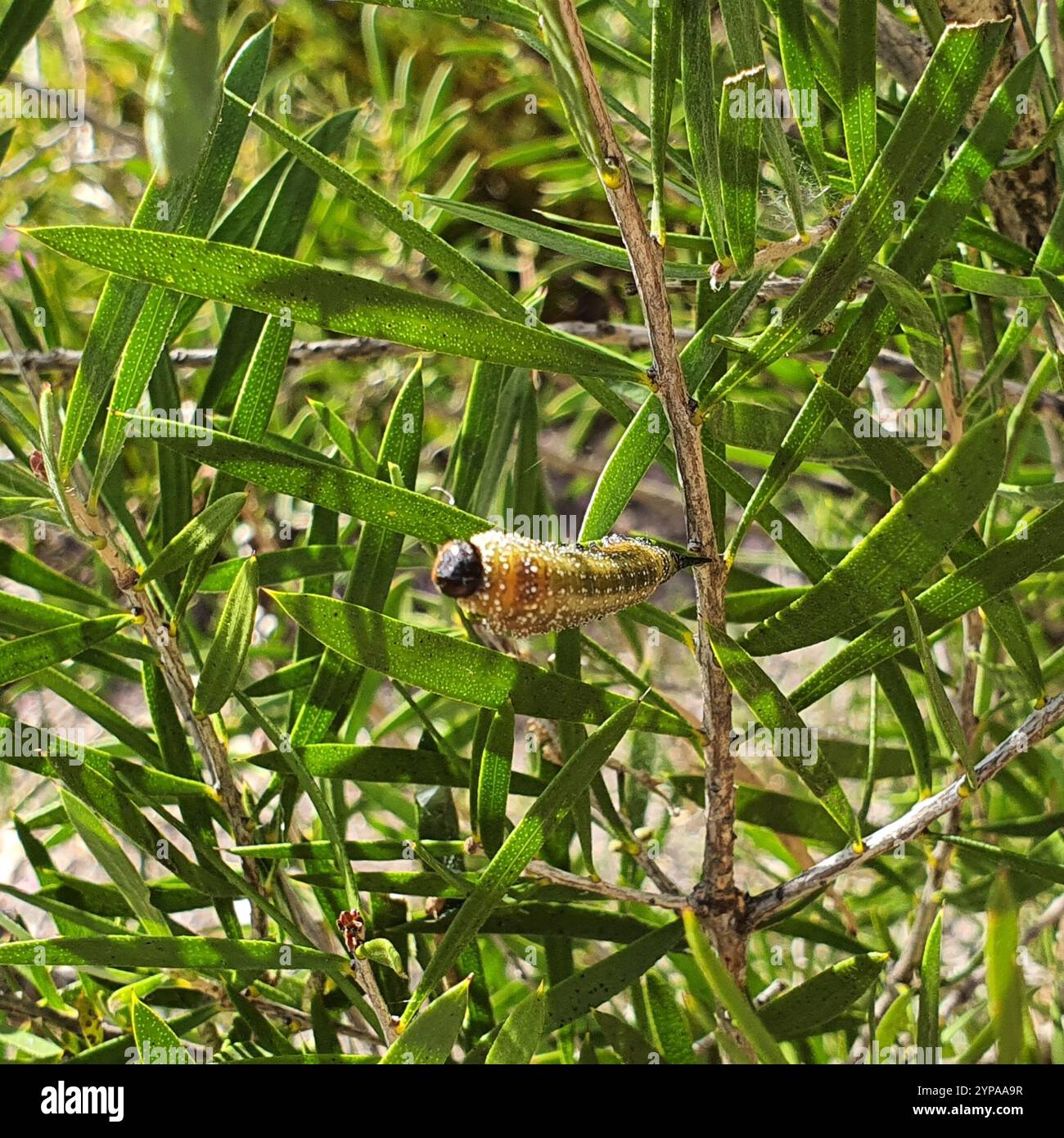 Bottlebrush Sawfly (Pterygophorus cinctus Stock Photo - Alamy