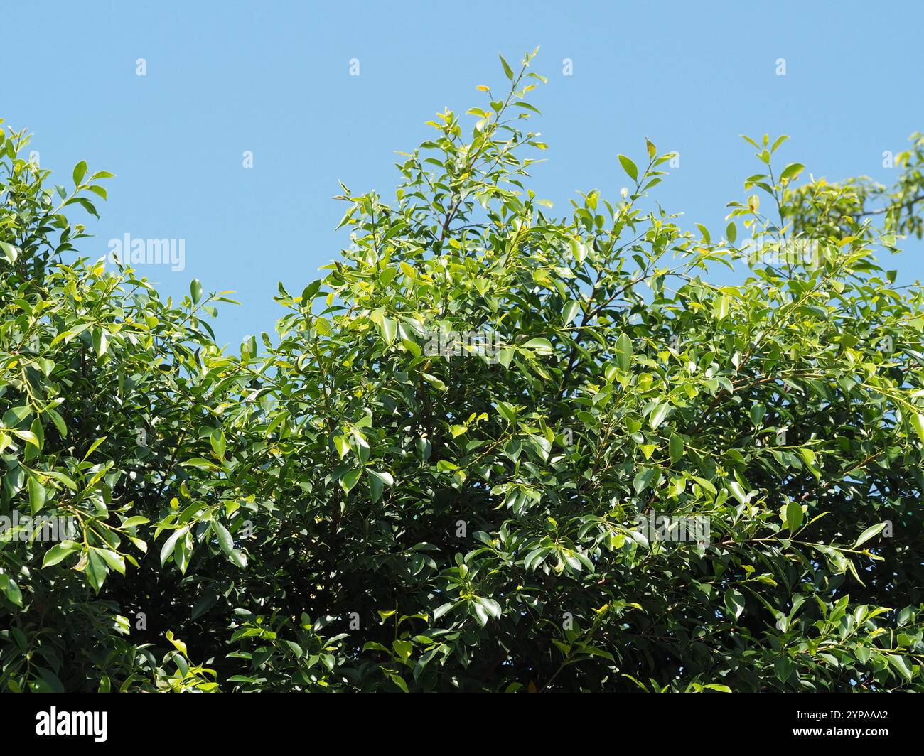Chinese banyan (Ficus microcarpa Stock Photo - Alamy