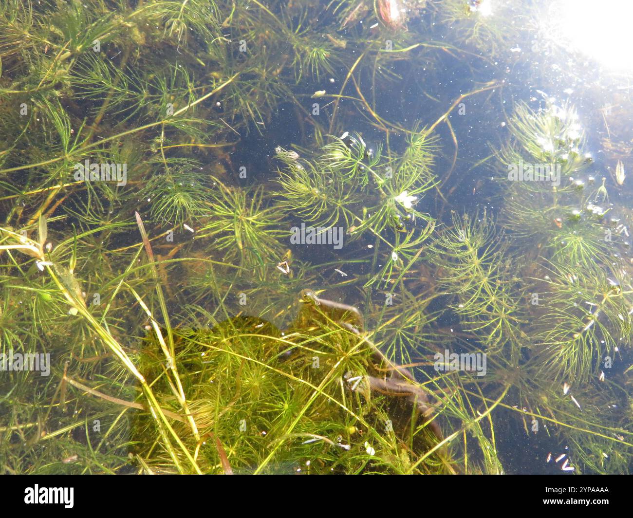 coontail (Ceratophyllum demersum Stock Photo - Alamy