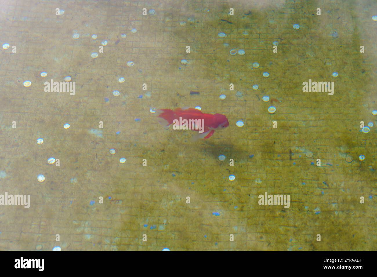 Scattered various sizes hi-res stock photography and images - Alamy