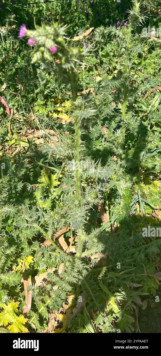 Italian thistle (Carduus pycnocephalus Stock Photo - Alamy