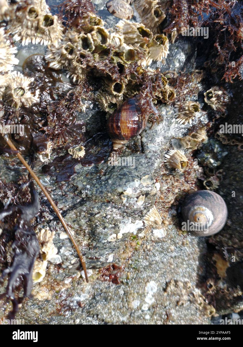 Black Tegula (Tegula funebralis Stock Photo - Alamy