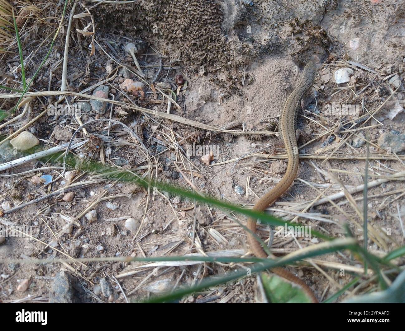 Schreibers' Many-fingered Teiid (Cercosaura schreibersii Stock Photo - Alamy