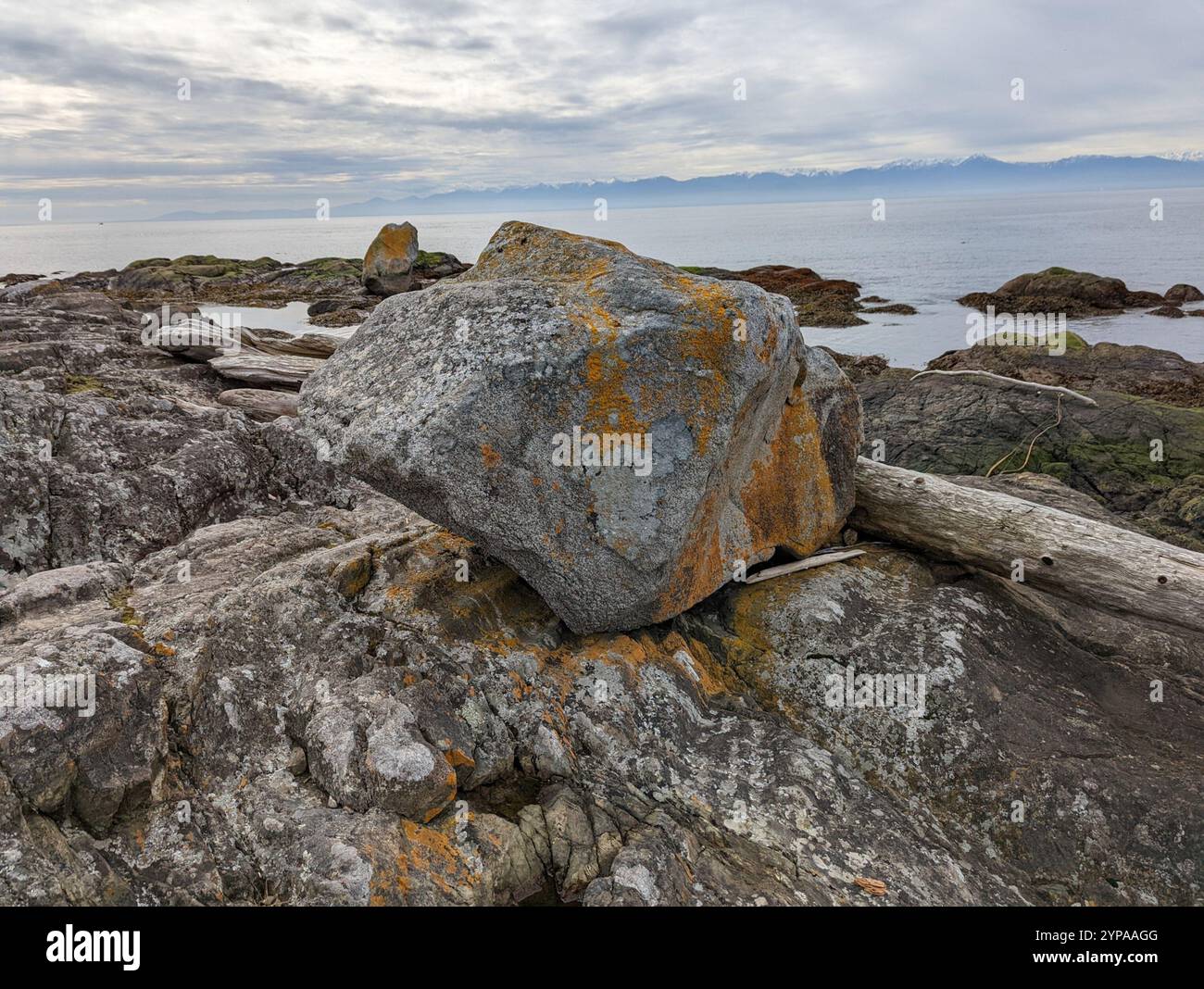 Shrubby Sunburst Lichen (Polycauliona candelaria Stock Photo - Alamy