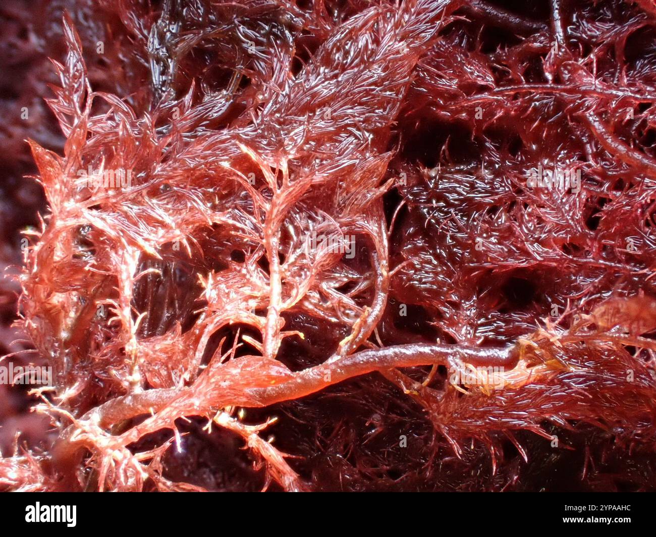 red algae (Rhodophyta Stock Photo - Alamy