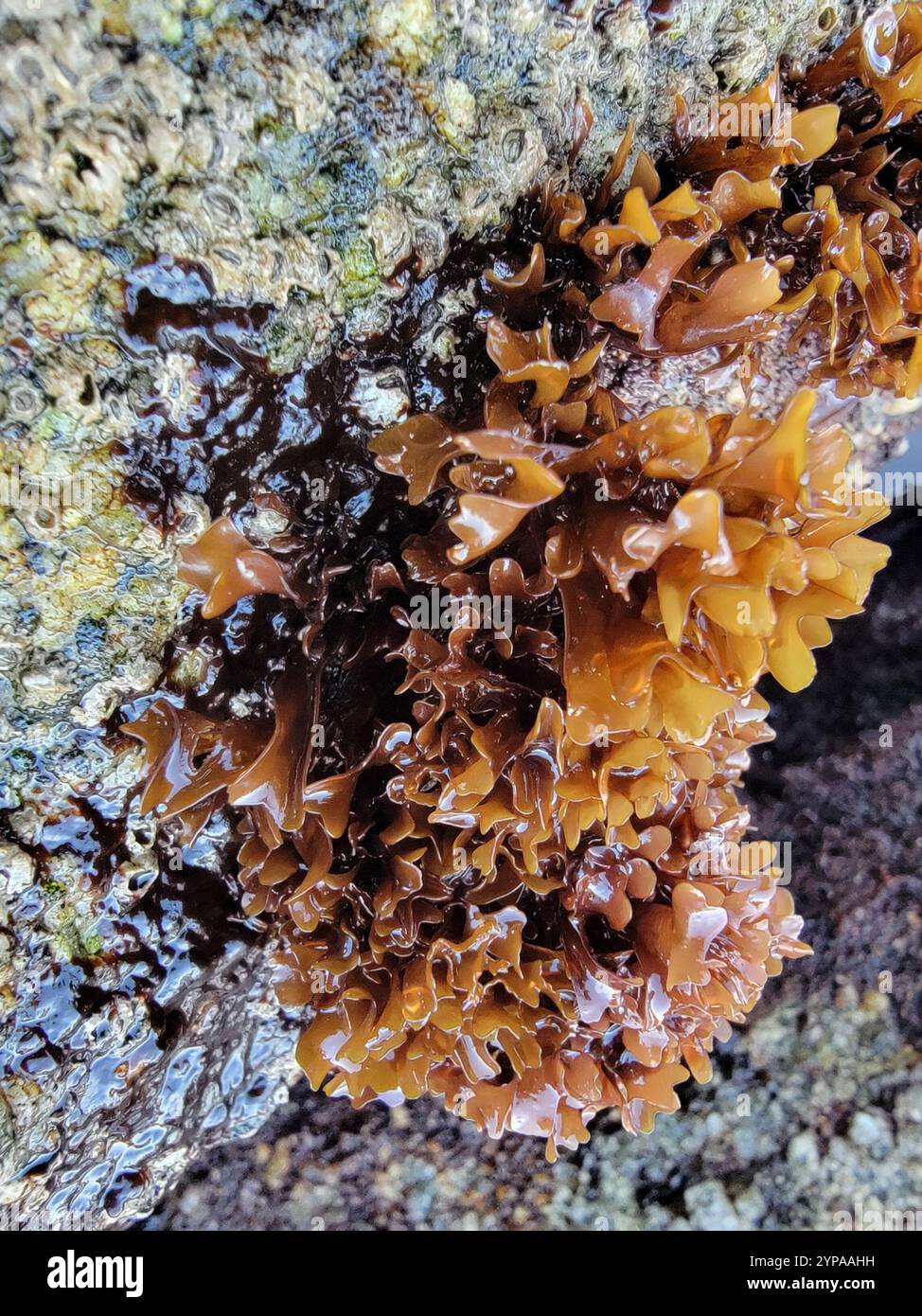 encrusting red algae (Mastocarpus Stock Photo - Alamy