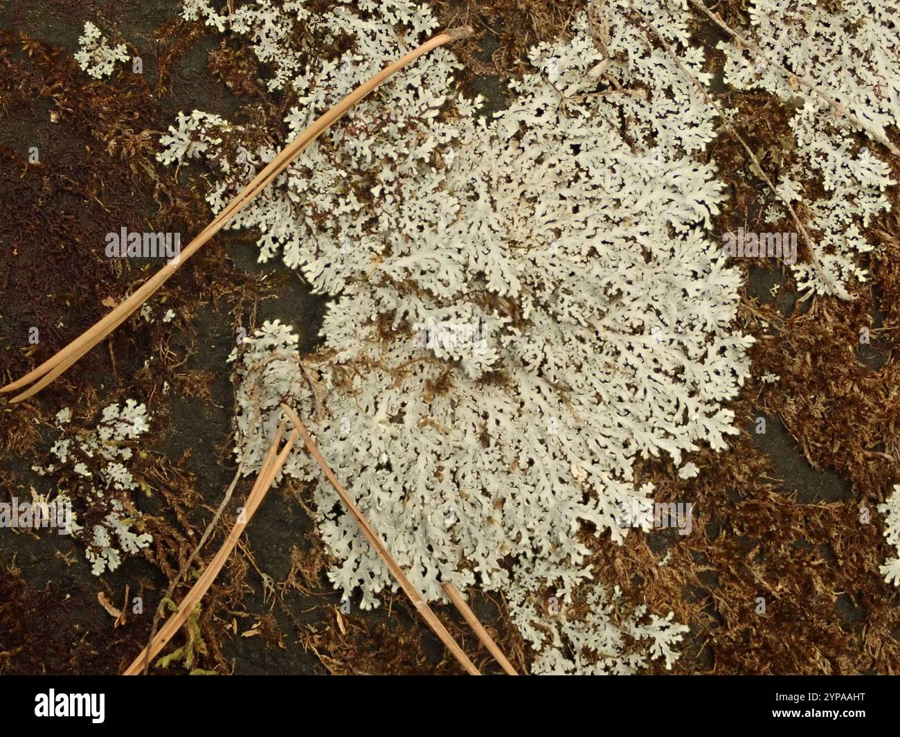 Powdered Fringe Lichen (Heterodermia speciosa Stock Photo - Alamy