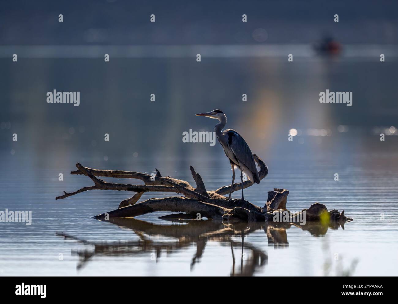 Grey heron on lookout hi-res stock photography and images - Alamy