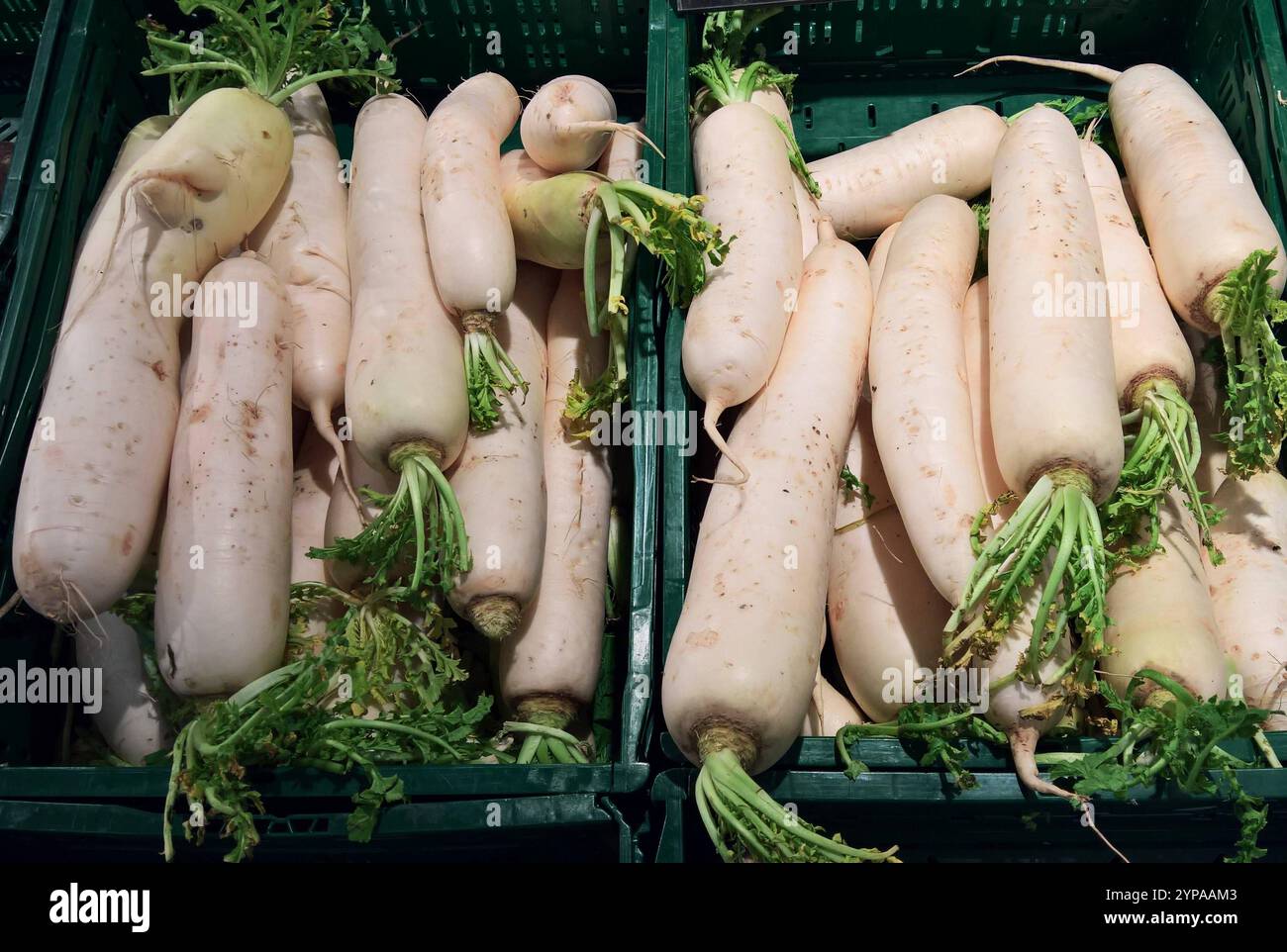 Supermarkt, Abteilung für Obst und Gemüse. Rettich. Die Rettiche bilden ...