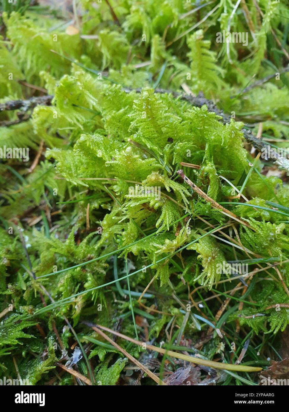 Ostrich-plume Moss (Ptilium crista-castrensis Stock Photo - Alamy