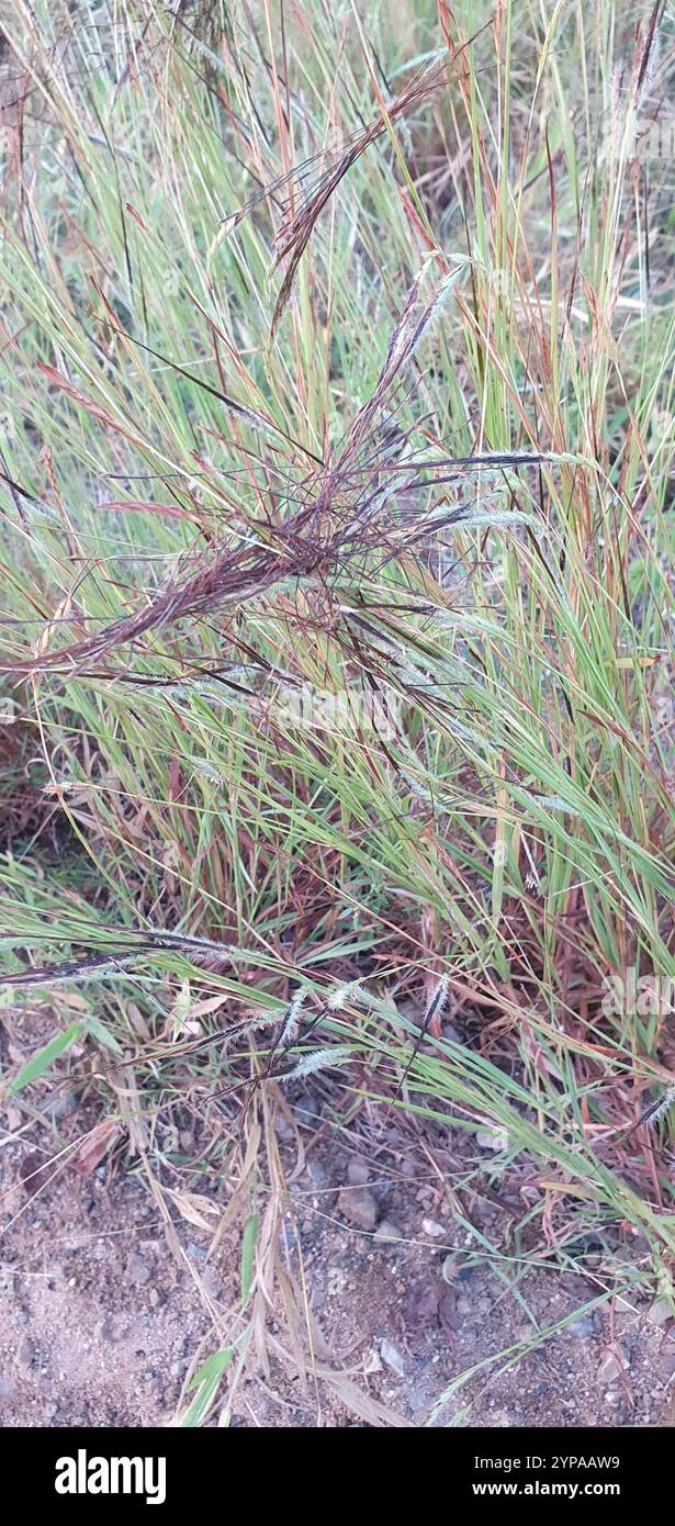 tanglehead (Heteropogon contortus Stock Photo - Alamy
