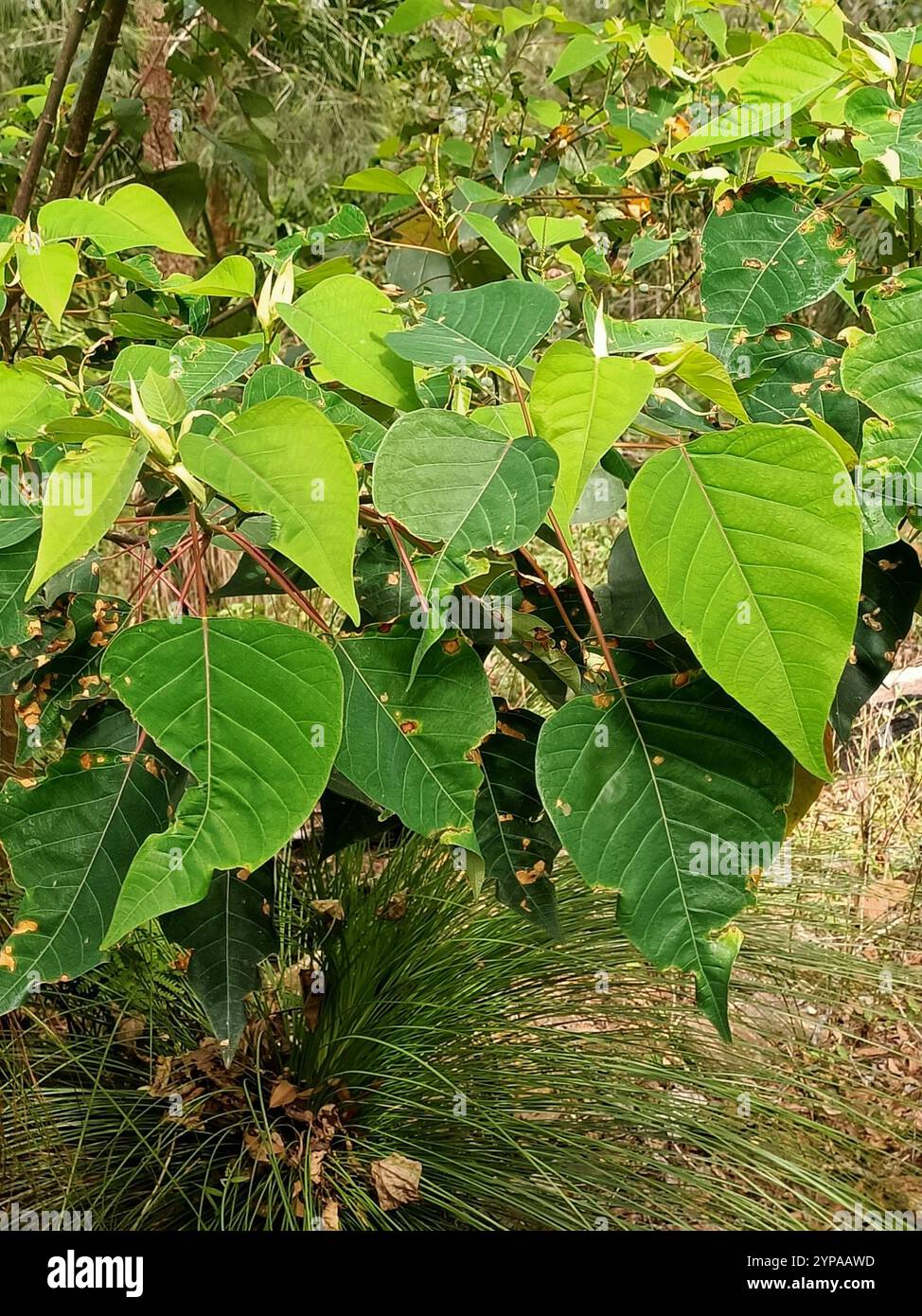 Bleeding Heart (Homalanthus populifolius Stock Photo - Alamy