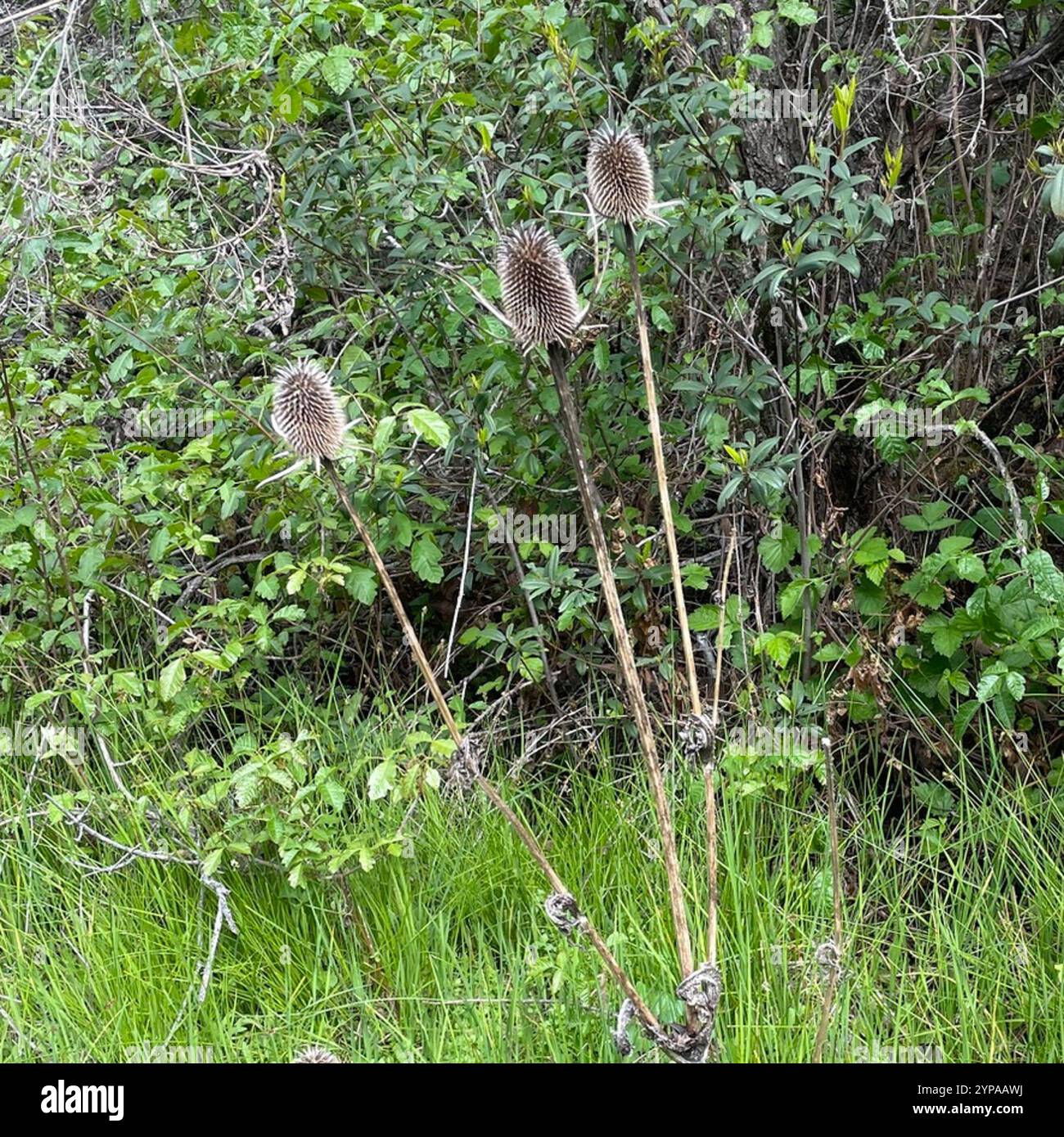 fuller's teasel (Dipsacus sativus Stock Photo - Alamy
