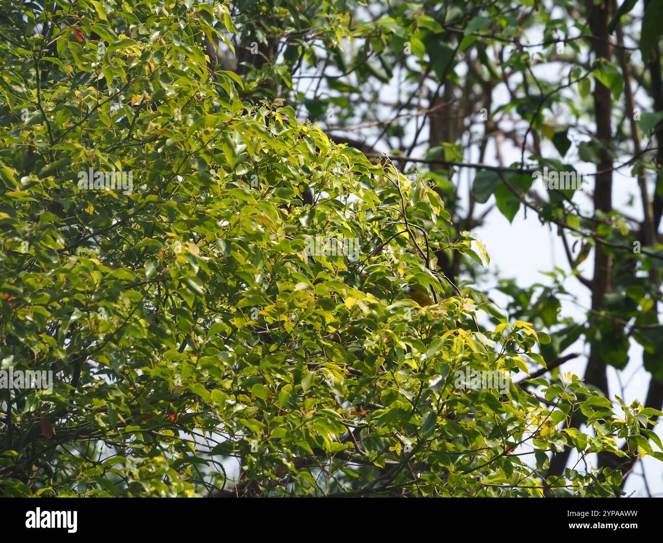 Camphor Tree (Cinnamomum camphora Stock Photo - Alamy