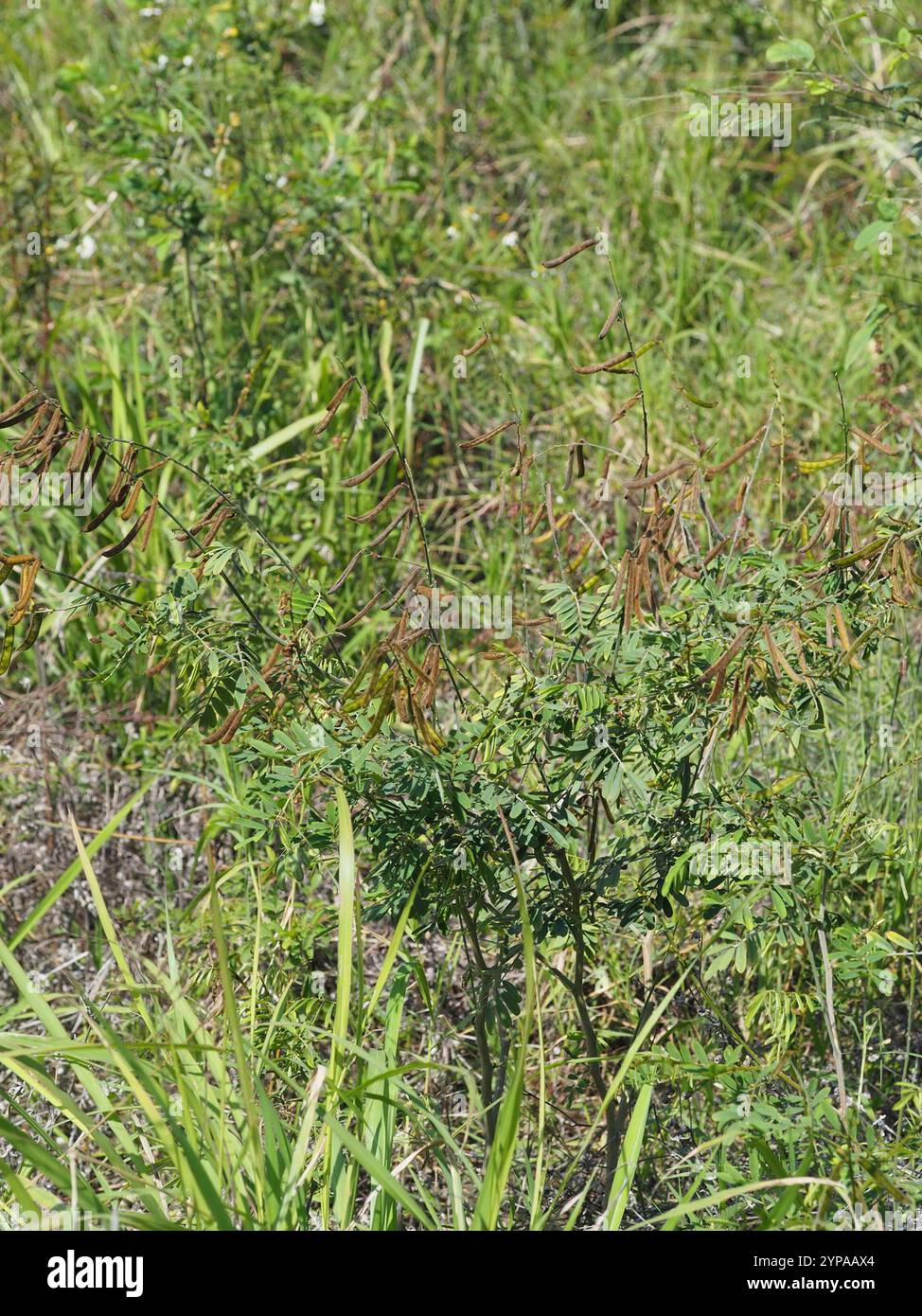 South African hoarypea (Tephrosia noctiflora Stock Photo - Alamy