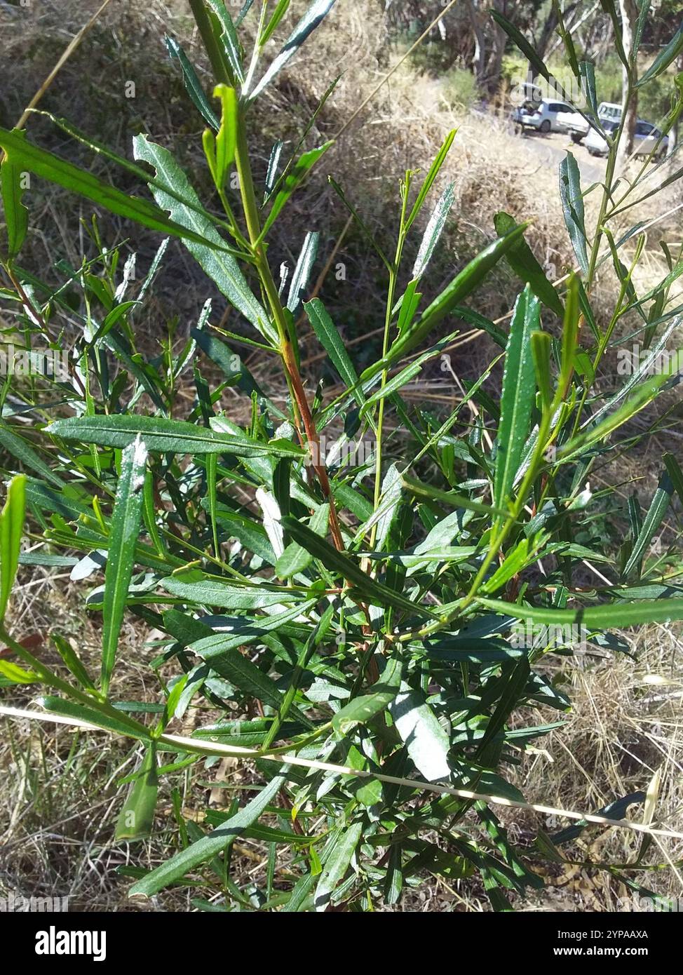 (Dodonaea viscosa spatulata Stock Photo - Alamy
