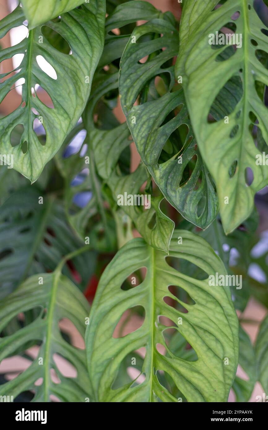 Monstera adansonii with thick, waxy texture, and large, oval-shaped ...