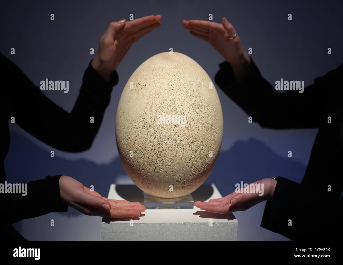 A Large Elephant Bird Egg, Madagascar, Pre-17th Century, during the ...
