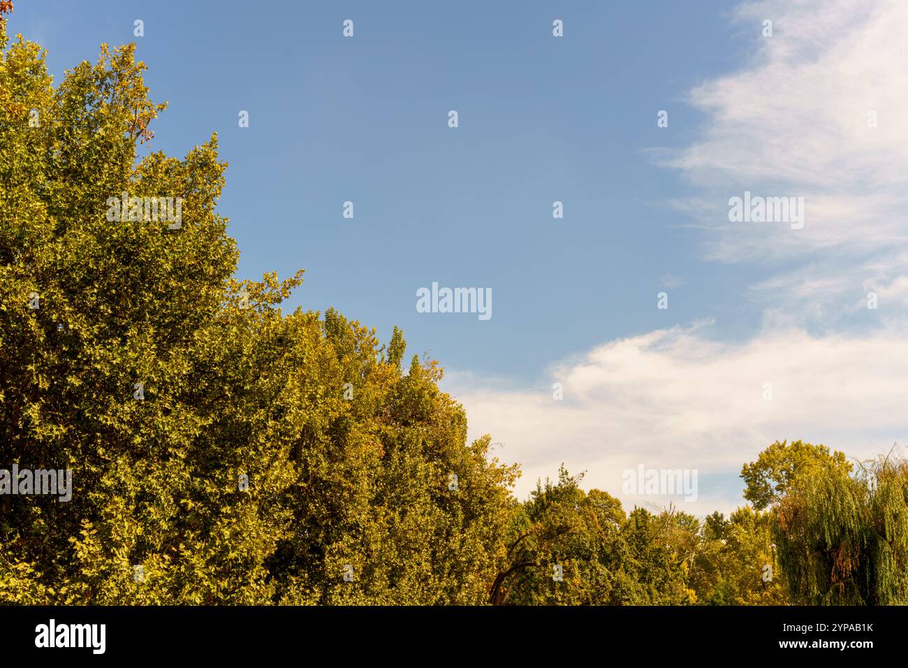 Tree sky trunk forest clouds hi-res stock photography and images - Alamy