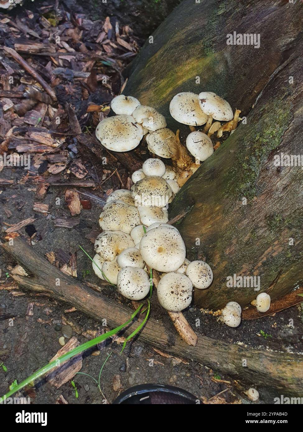 sticky scalycap (Pholiota gummosa Stock Photo - Alamy