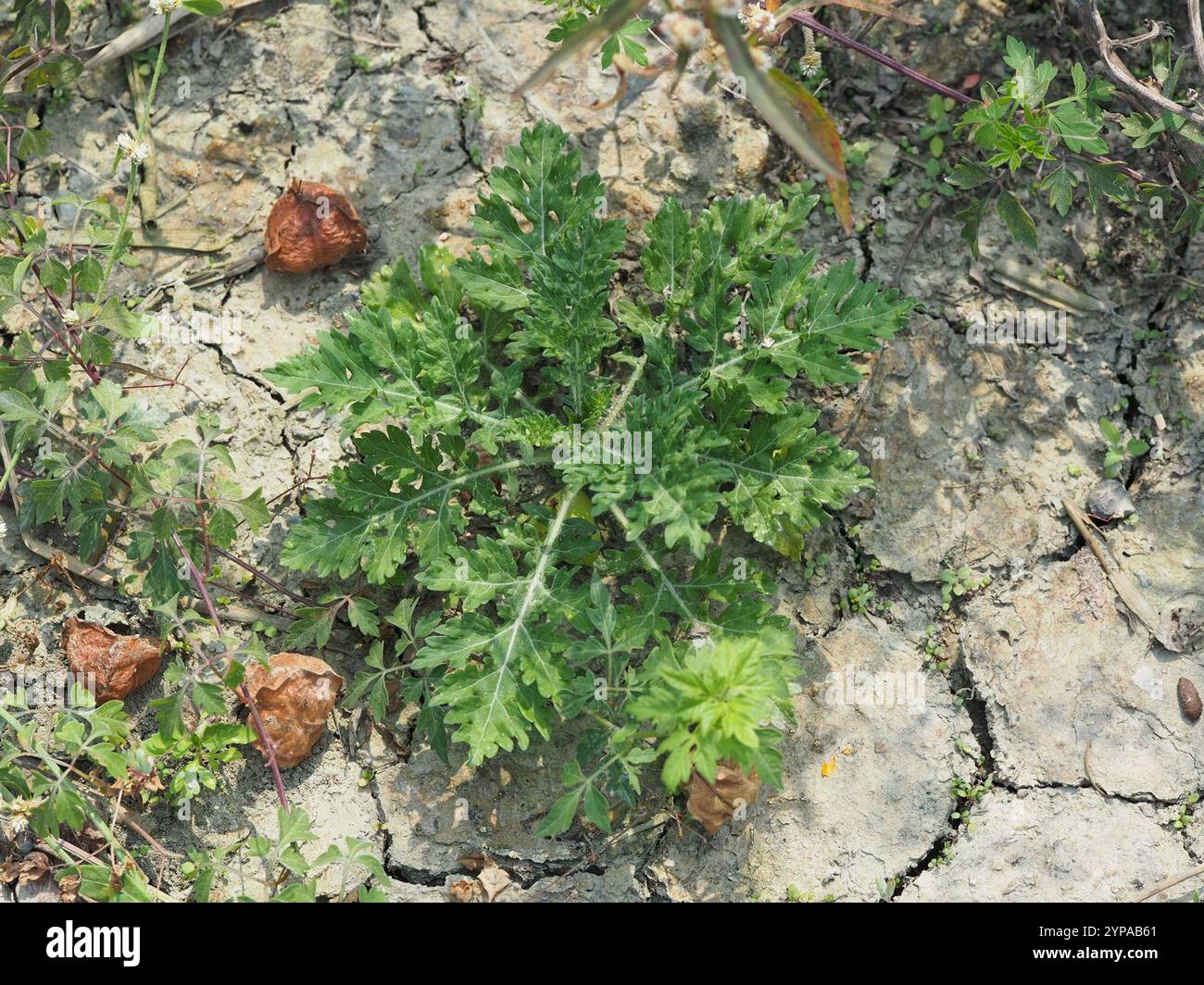 Santa Maria feverfew (Parthenium hysterophorus Stock Photo - Alamy