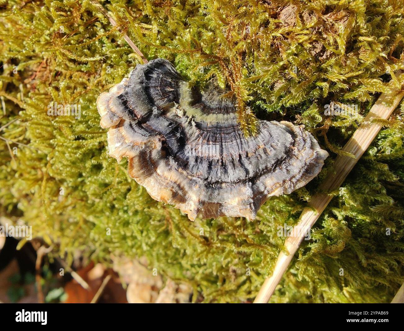 turkey-tail (Trametes versicolor Stock Photo - Alamy