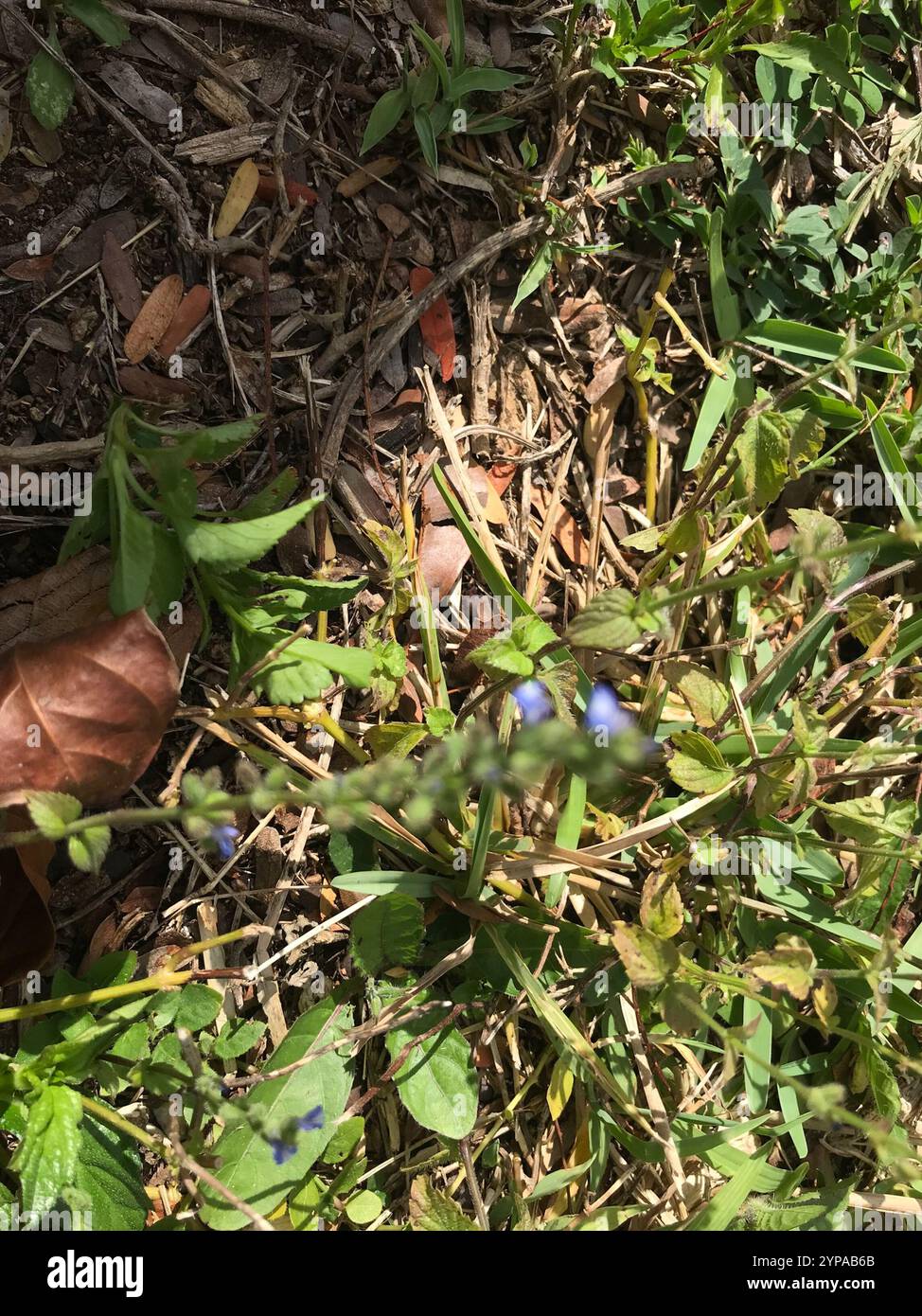 West Indian sage (Salvia occidentalis Stock Photo - Alamy