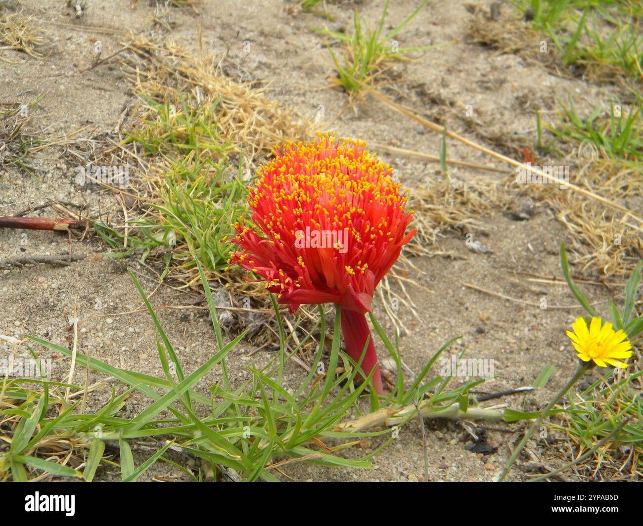 Smooth Bloodlily (Haemanthus sanguineus Stock Photo - Alamy