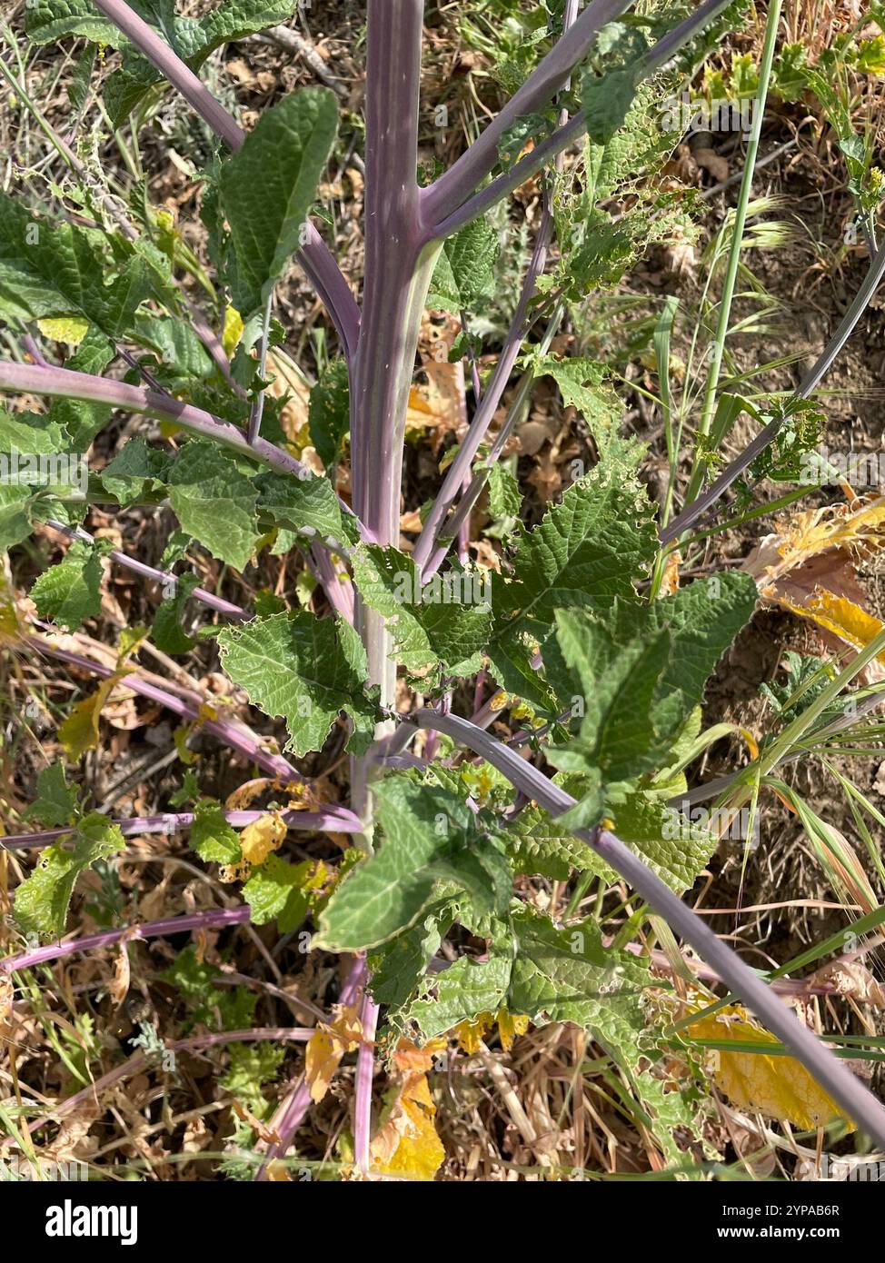 mustard family (Brassicaceae Stock Photo - Alamy