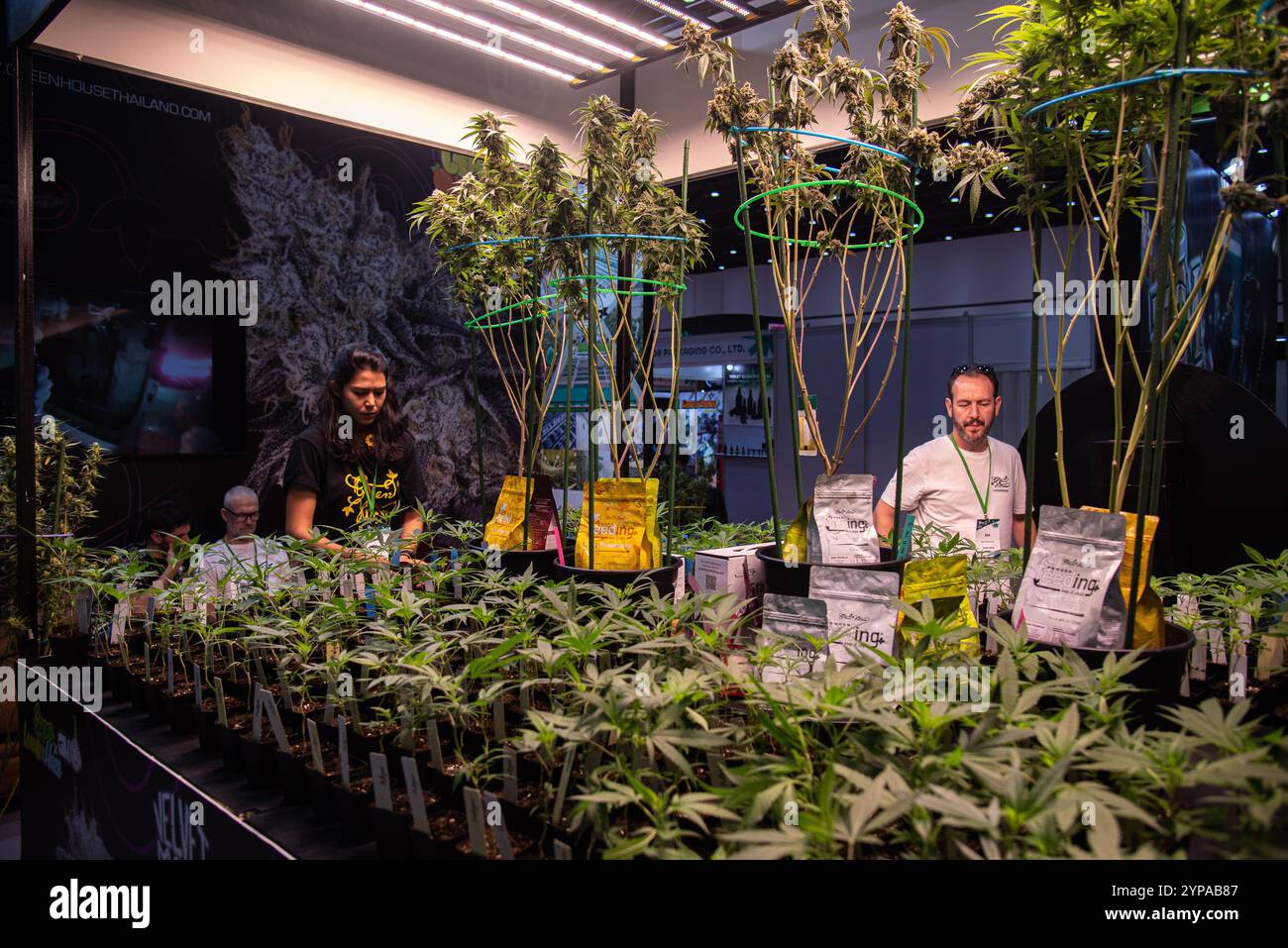 Bangkok, Thailand. 29th Nov, 2024. Visitors look at the cannabis plants ...