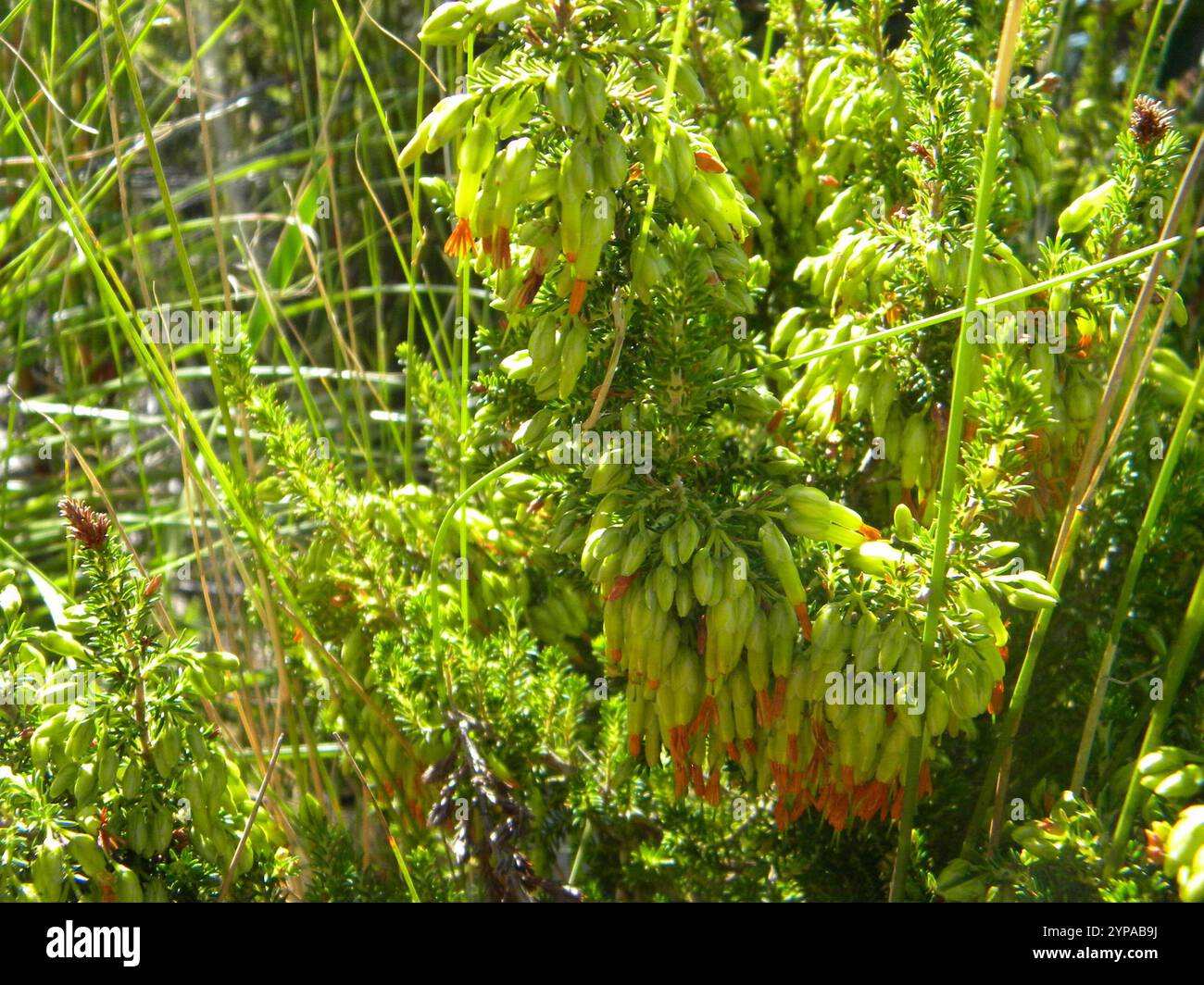 Red Hanging Heath (Erica coccinea coccinea Stock Photo - Alamy