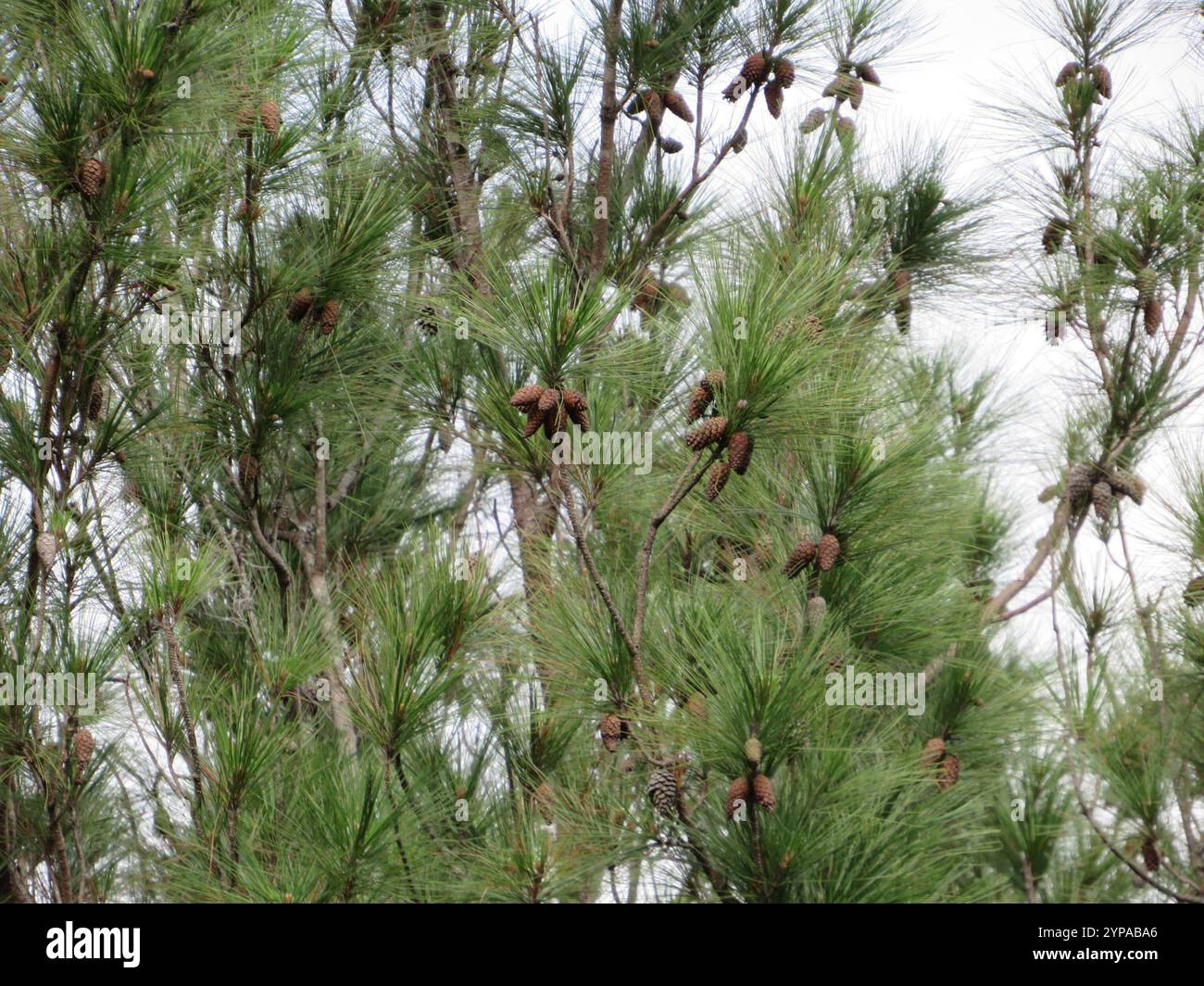 Hispaniolan pine (Pinus occidentalis Stock Photo - Alamy