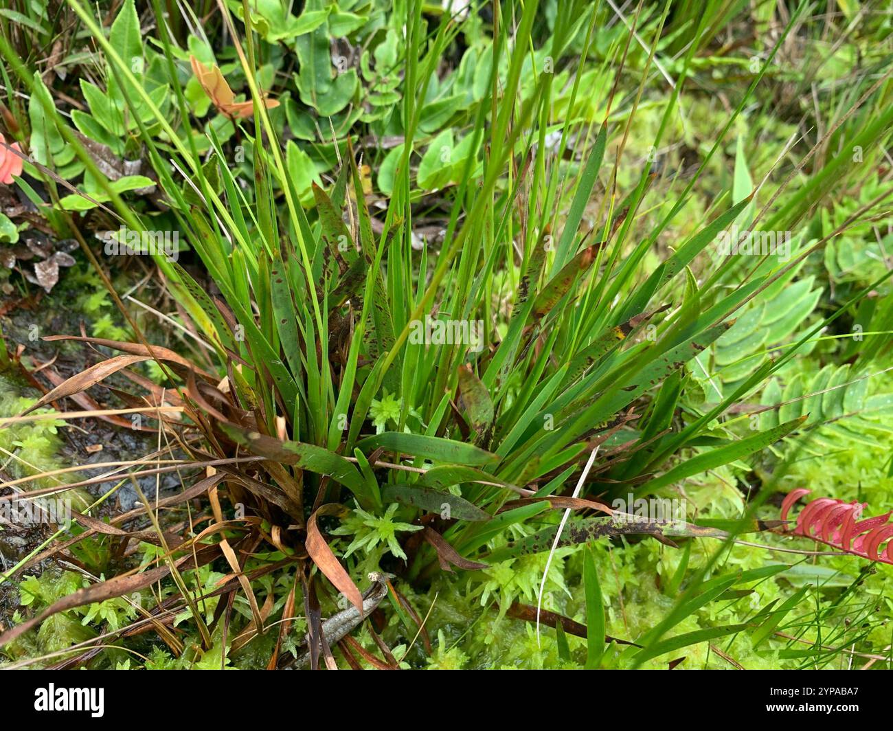yellow-eyed grasses (Xyridaceae Stock Photo - Alamy
