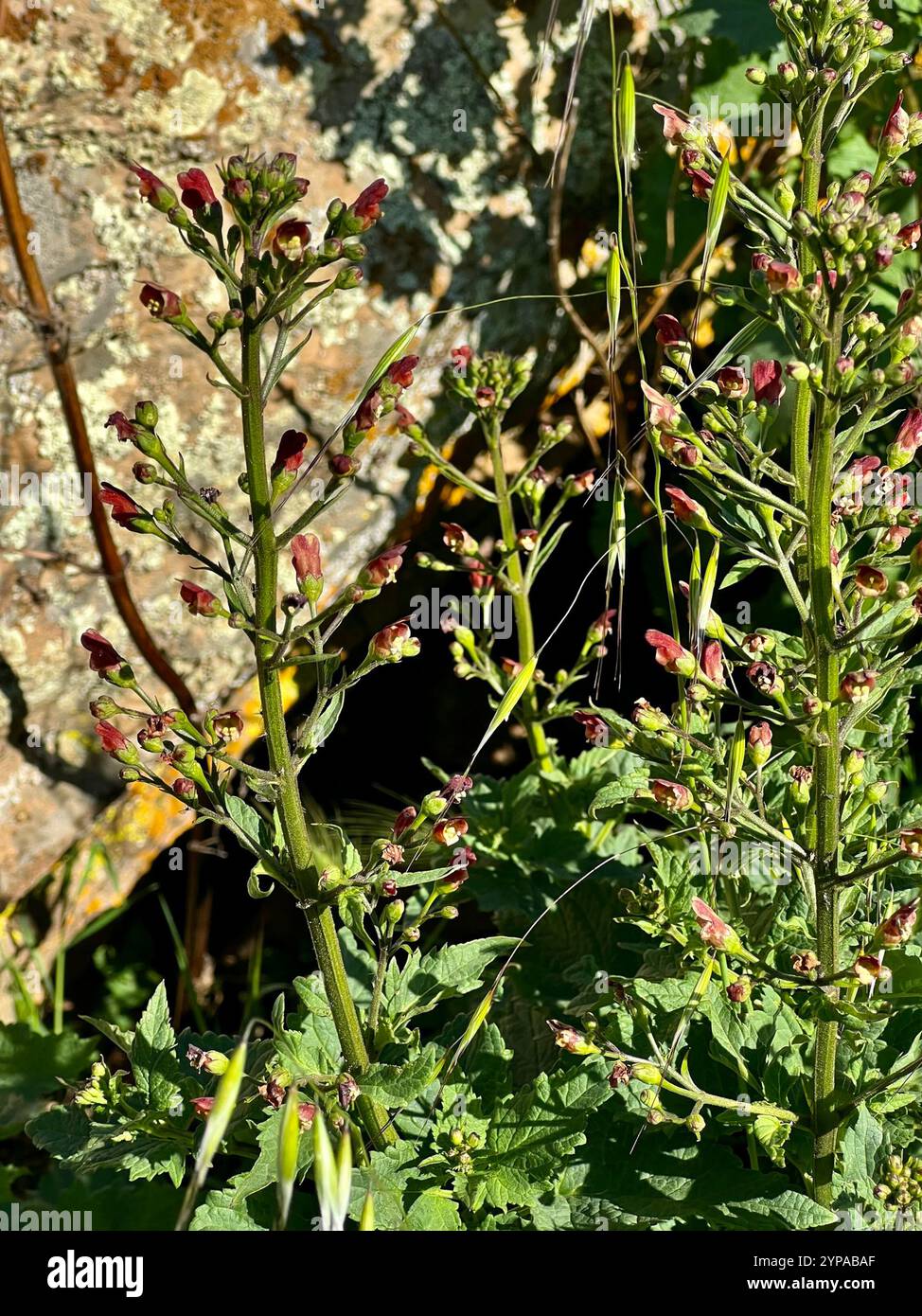 California beeplant (Scrophularia californica Stock Photo - Alamy