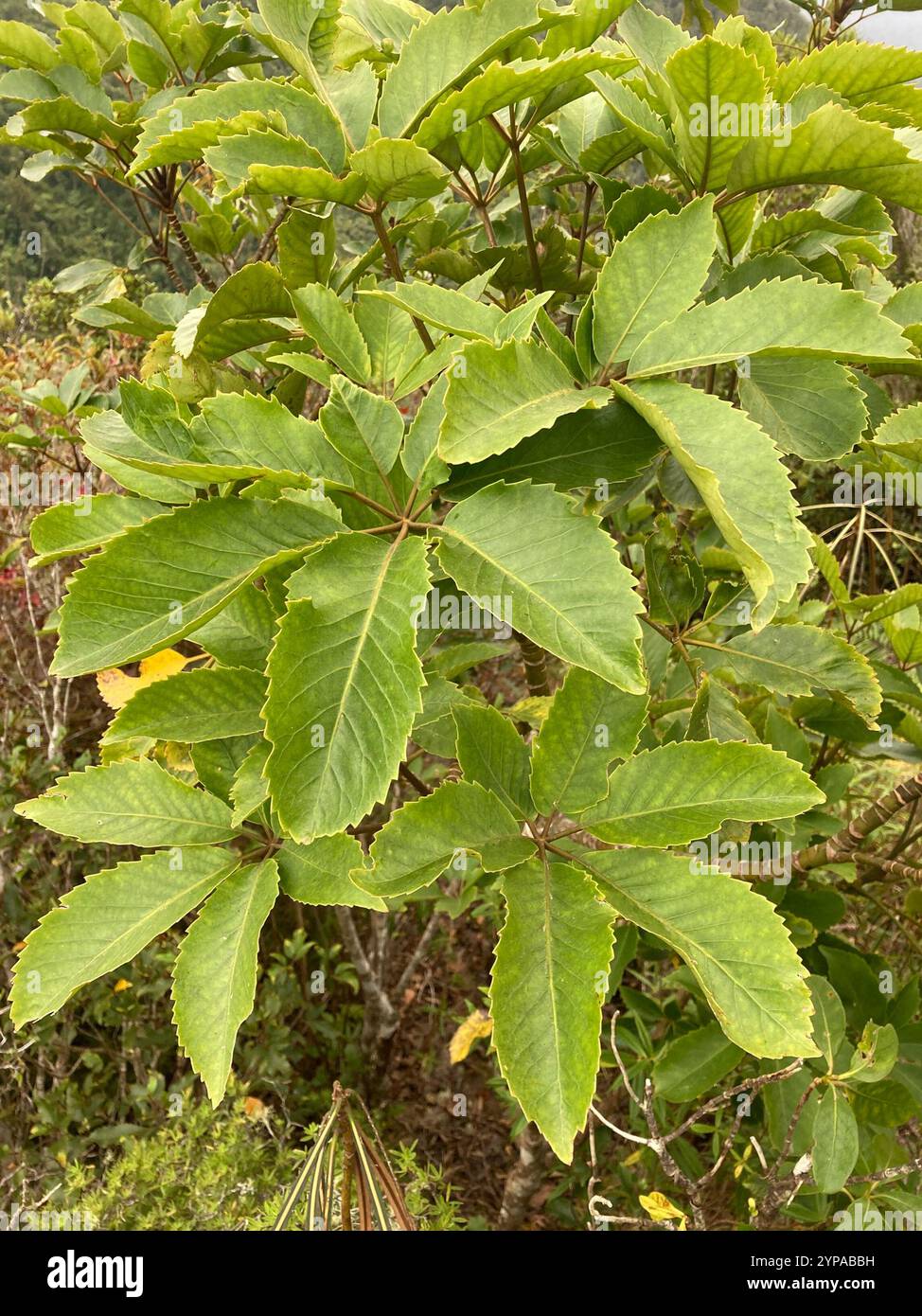 five finger (Pseudopanax arboreus Stock Photo - Alamy