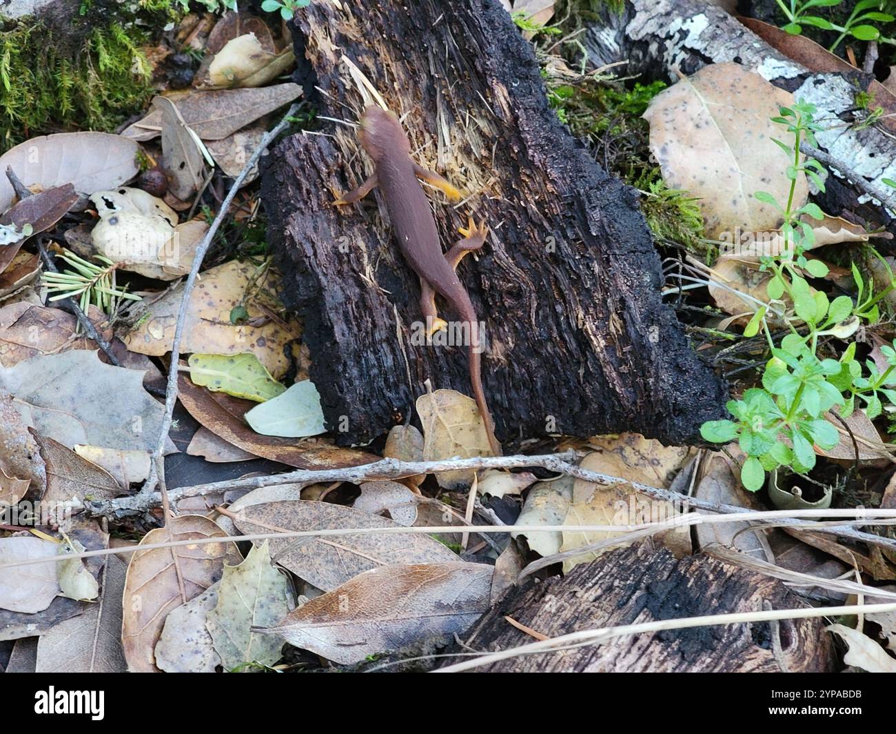 California Newt (Taricha torosa Stock Photo - Alamy