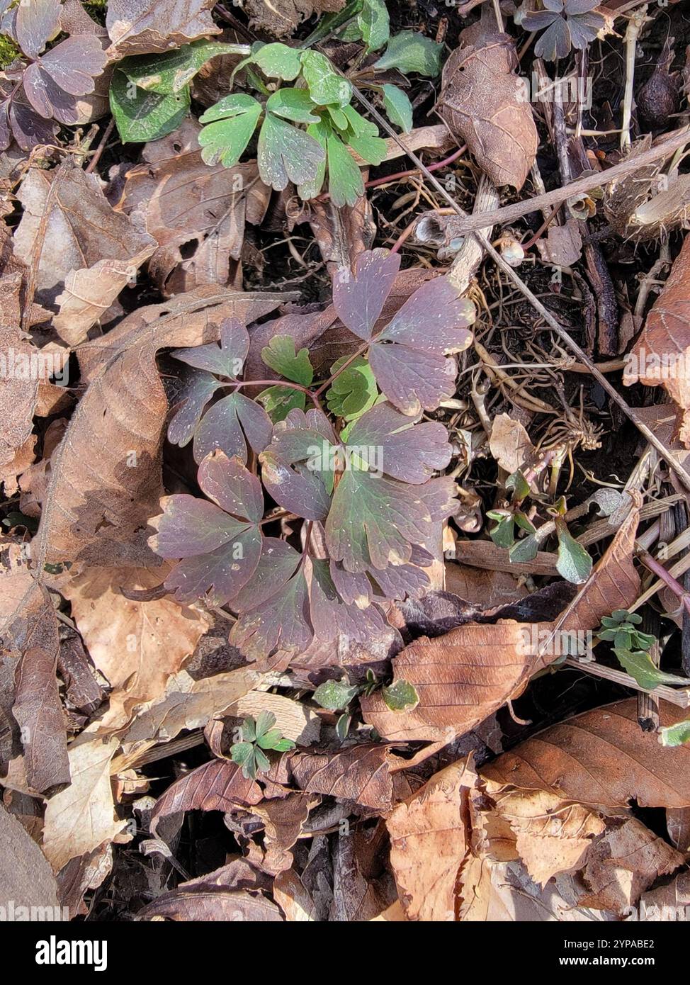 false rue anemone (Enemion biternatum Stock Photo - Alamy