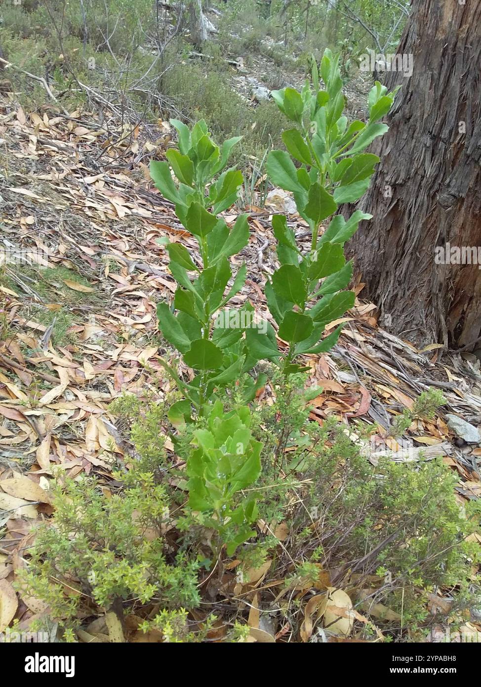 Bietou (Osteospermum moniliferum moniliferum Stock Photo - Alamy