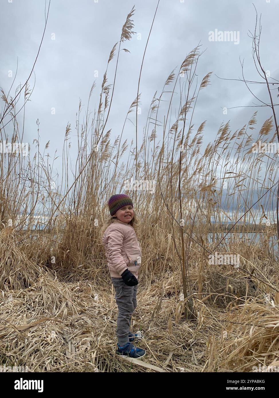 American common reed (Phragmites australis americanus Stock Photo - Alamy