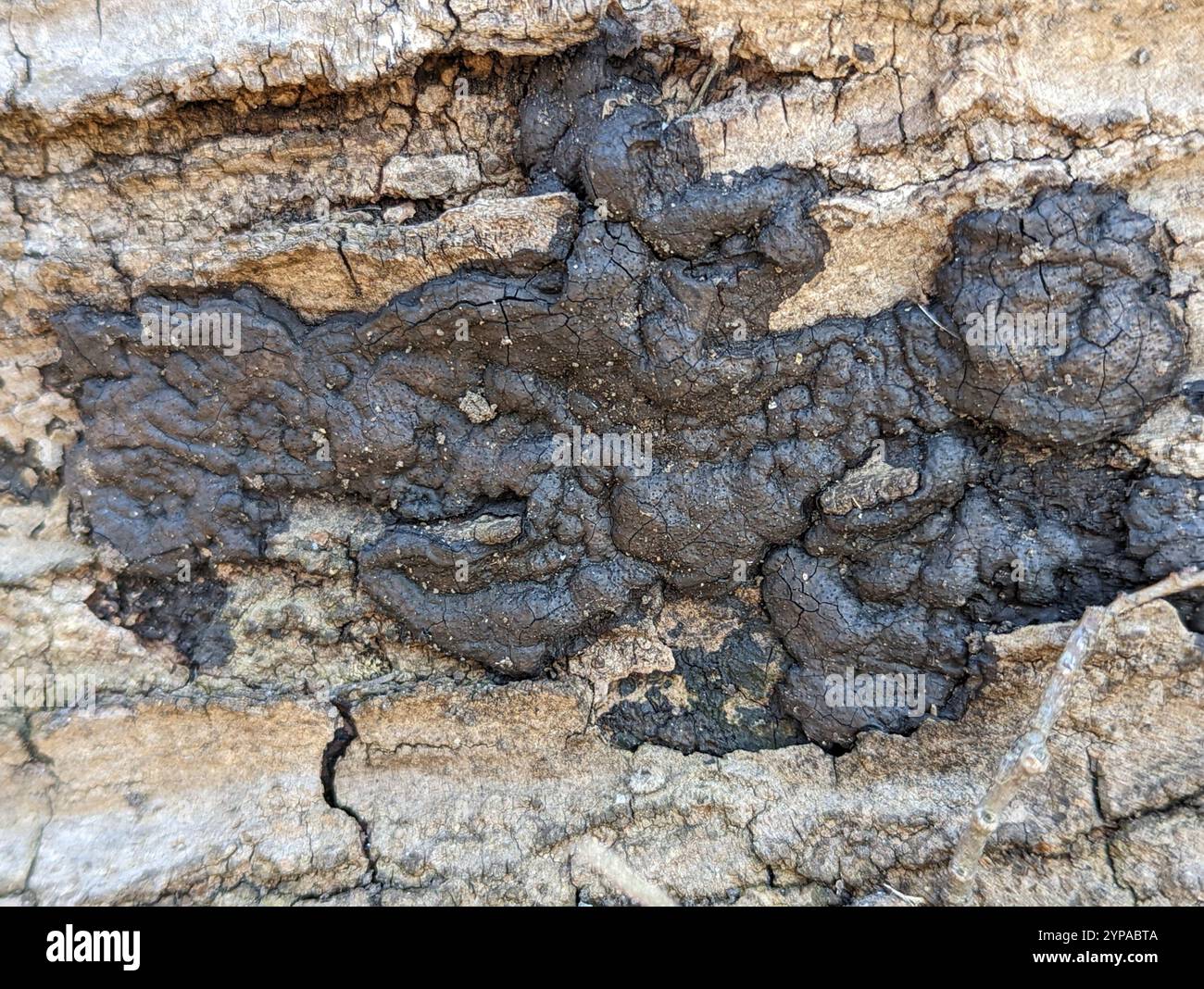 Brittle Cinder (Kretzschmaria deusta Stock Photo - Alamy