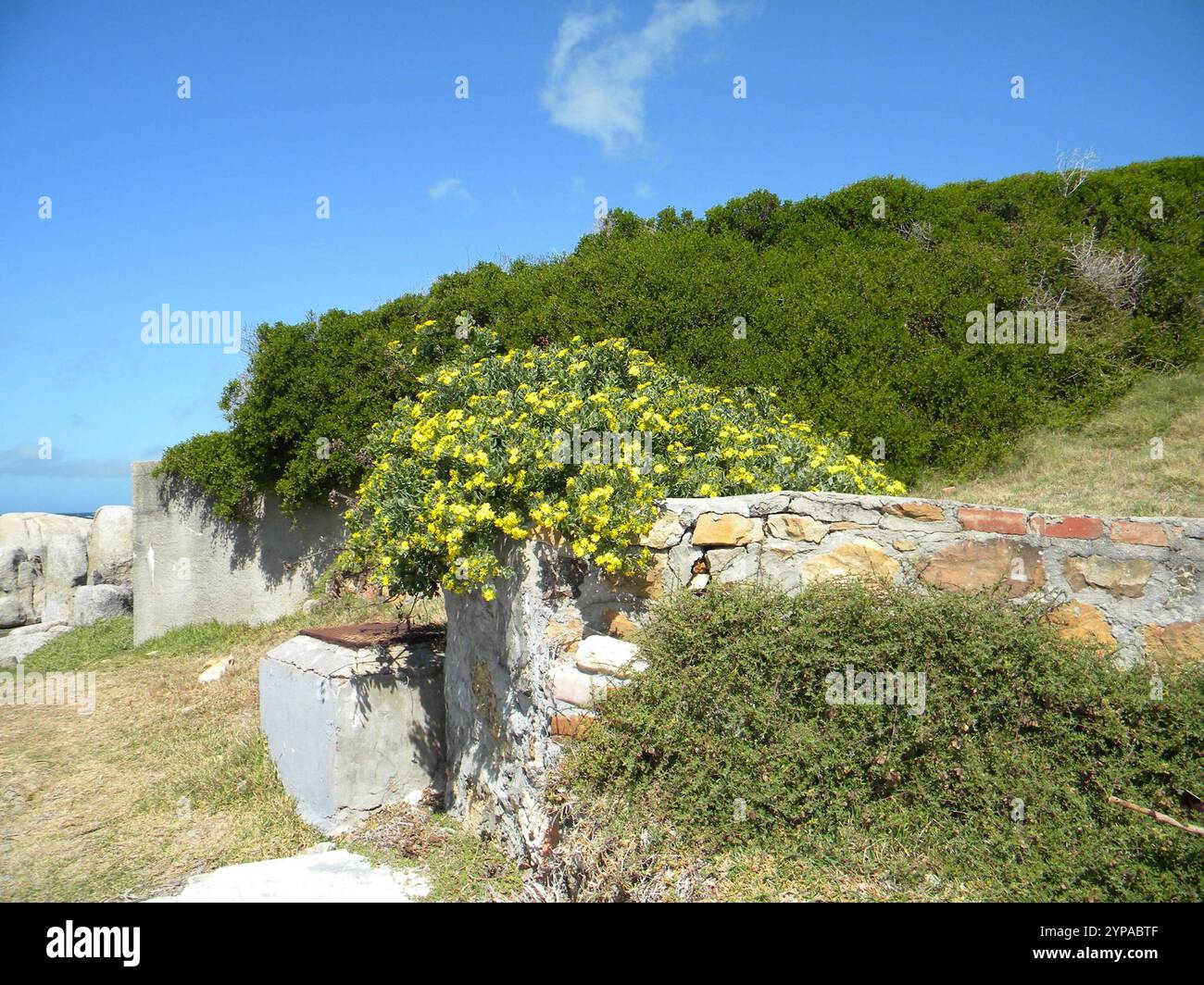 Bietou (Osteospermum moniliferum Stock Photo - Alamy