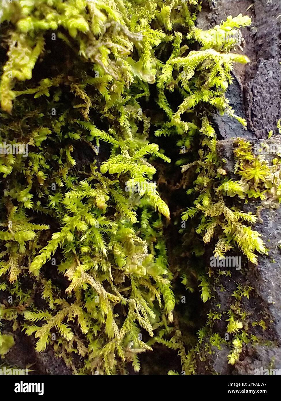 crispleaf roughmoss (Claopodium crispifolium Stock Photo - Alamy